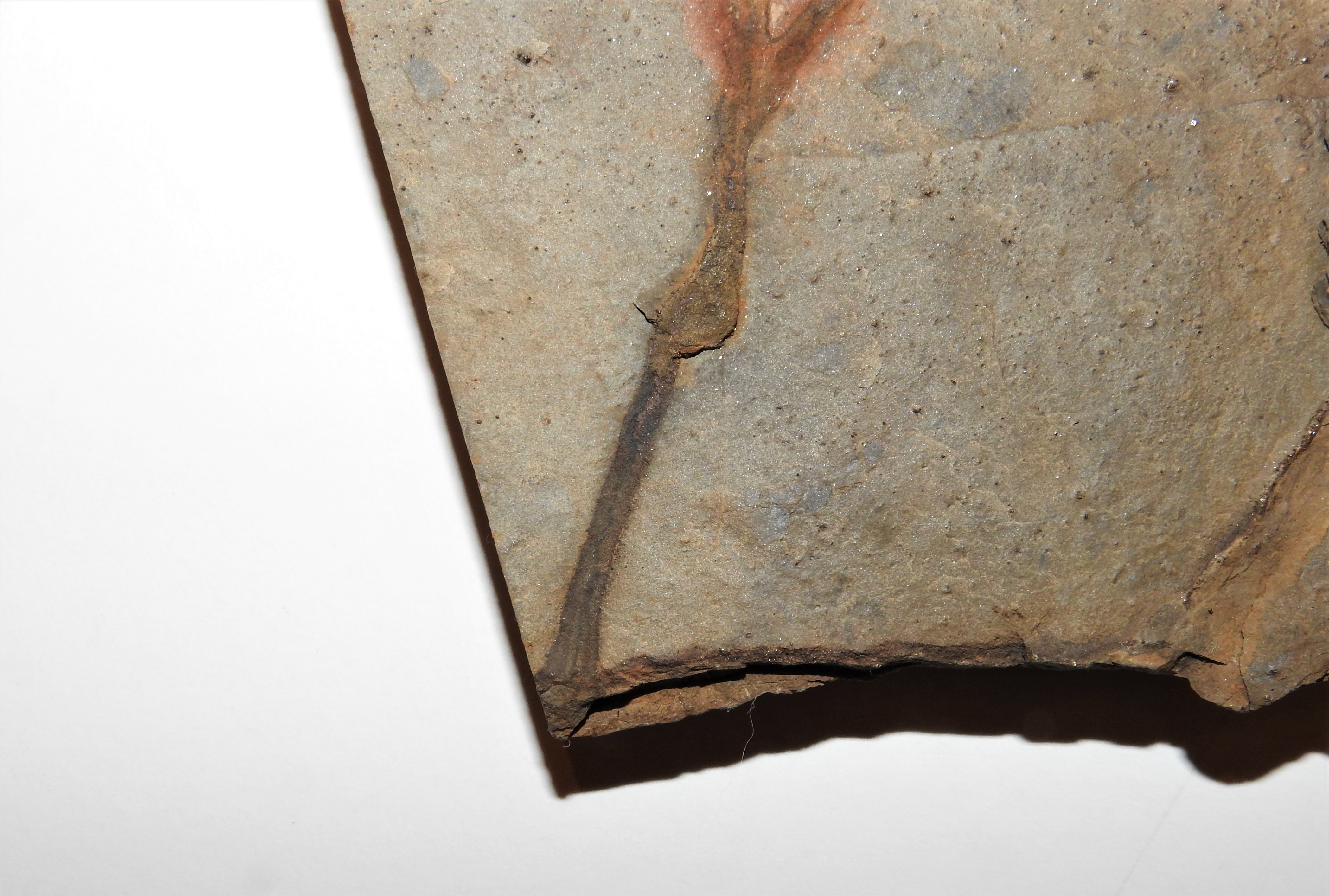 Jurassic plant?? Fossil ID request. - Fossil ID - The Fossil Forum