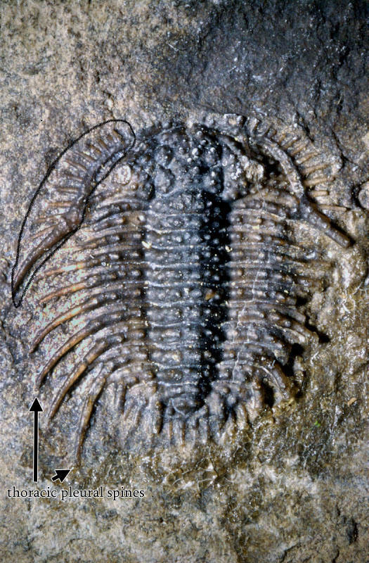 Tiny trilobite free cheek from the Ordovician - Fossil ID - The Fossil ...
