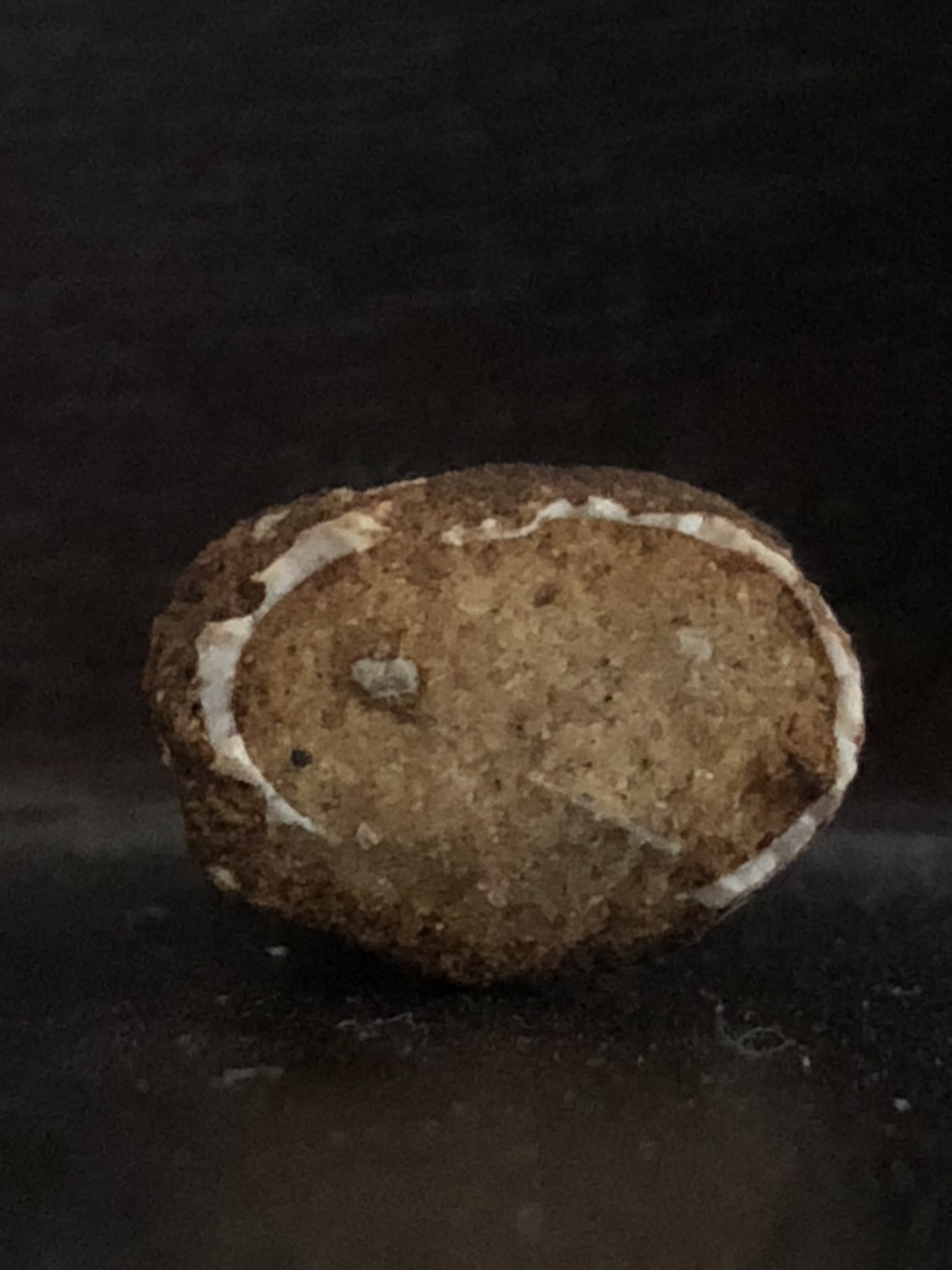 Spinosaurus? - Fossil ID - The Fossil Forum