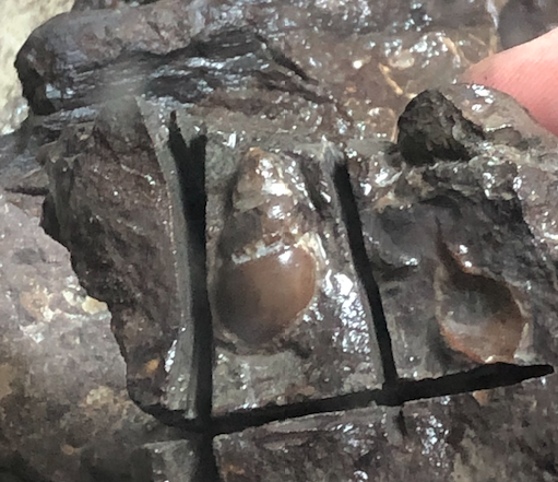 Fox Hills Formation Excursion - Fossil Hunting Trips - The Fossil Forum
