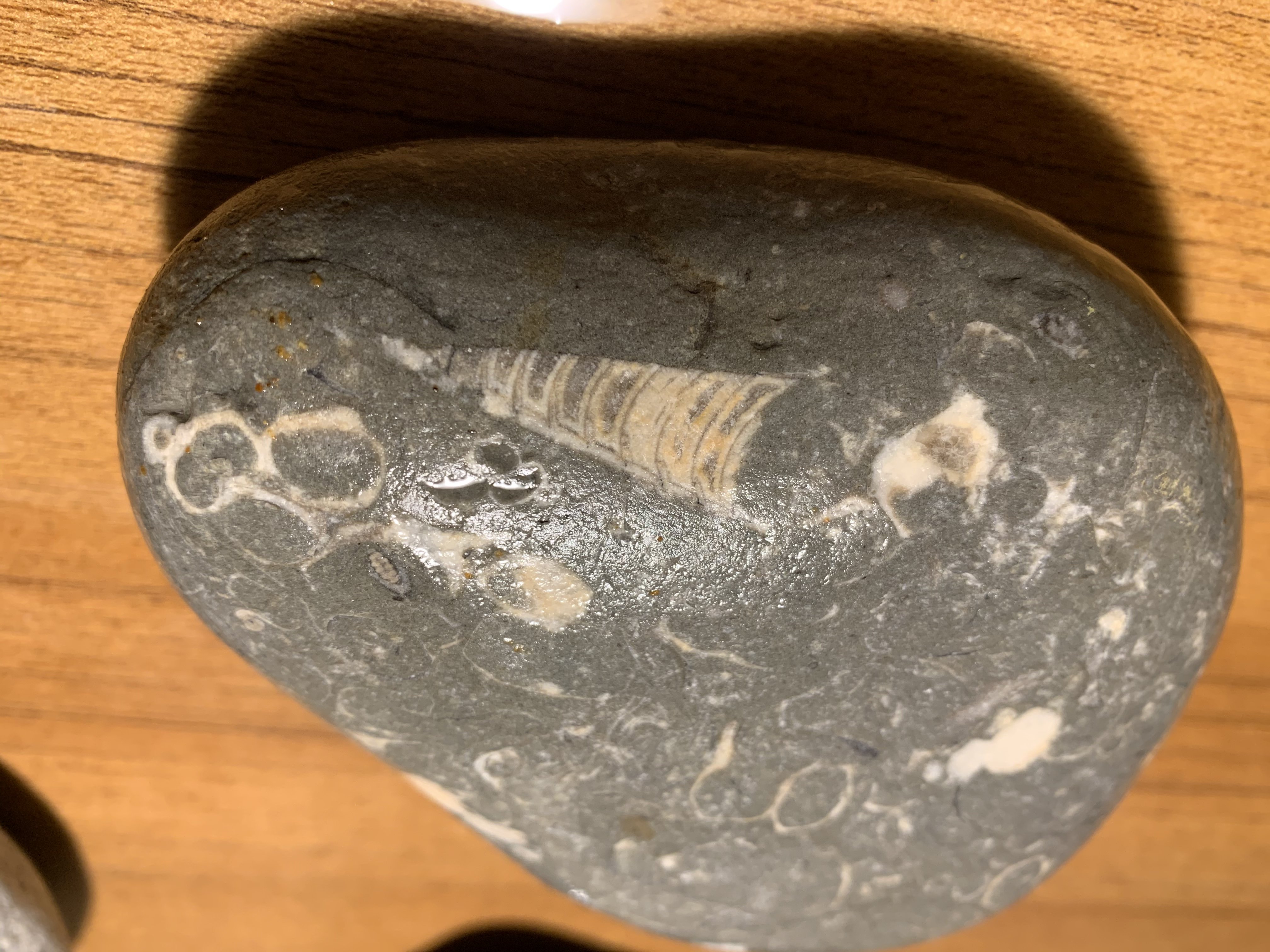 A fossil rock from Lake Ontario - Fossil ID - The Fossil Forum