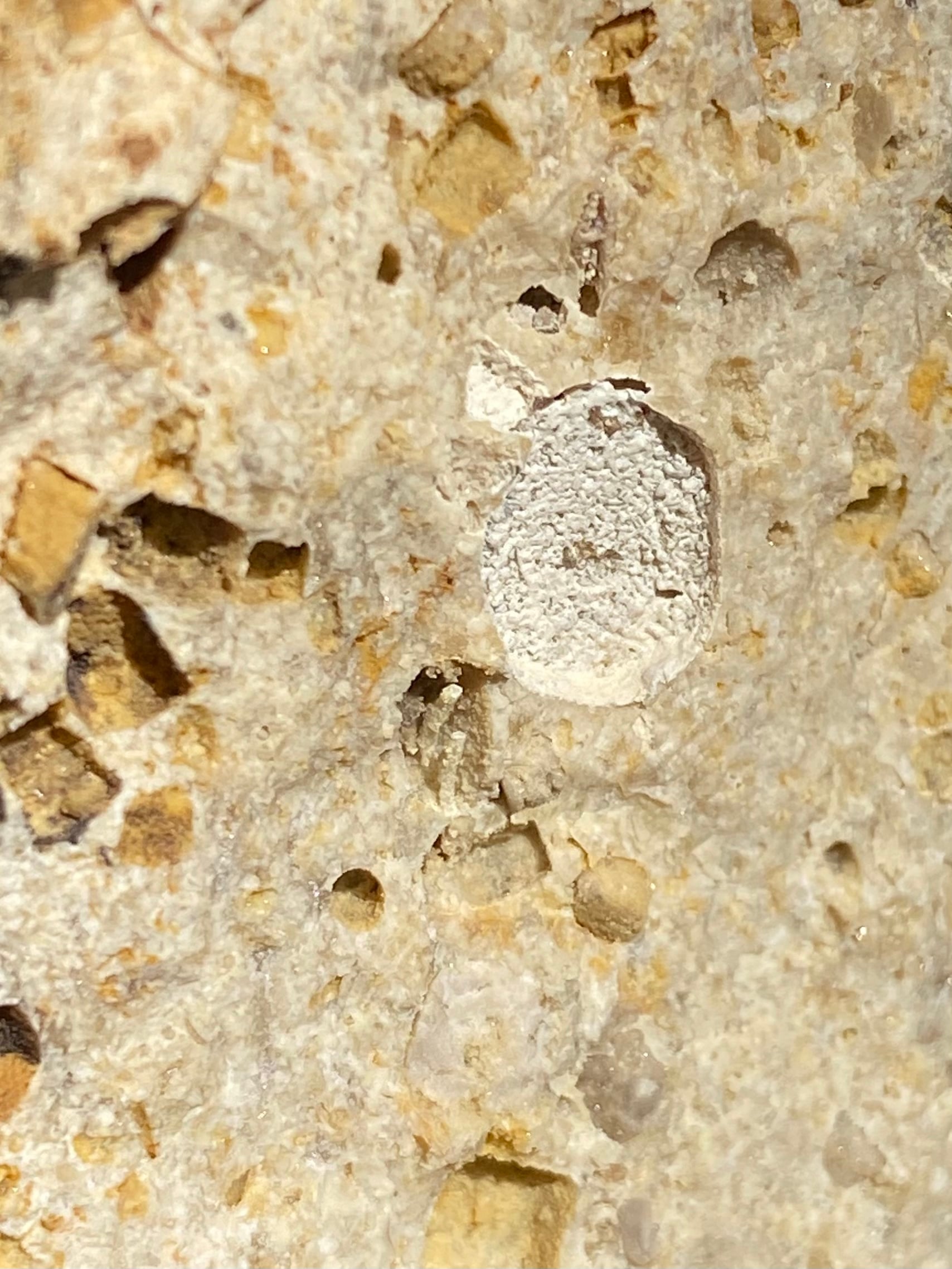 Swiss cheese rock - Fossil ID - The Fossil Forum