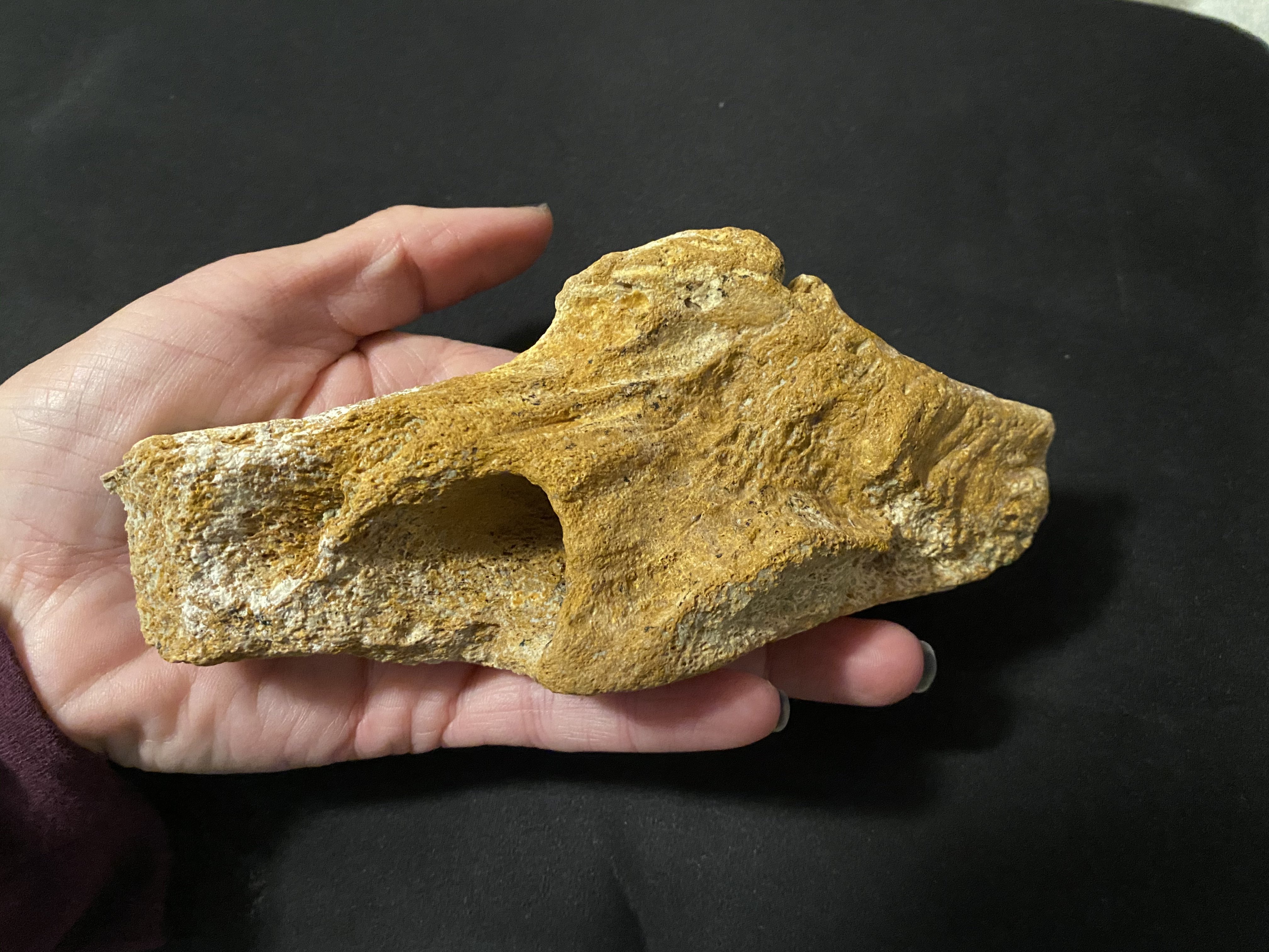 Mystery bone from Florida with hole in it - Fossil ID - The Fossil Forum