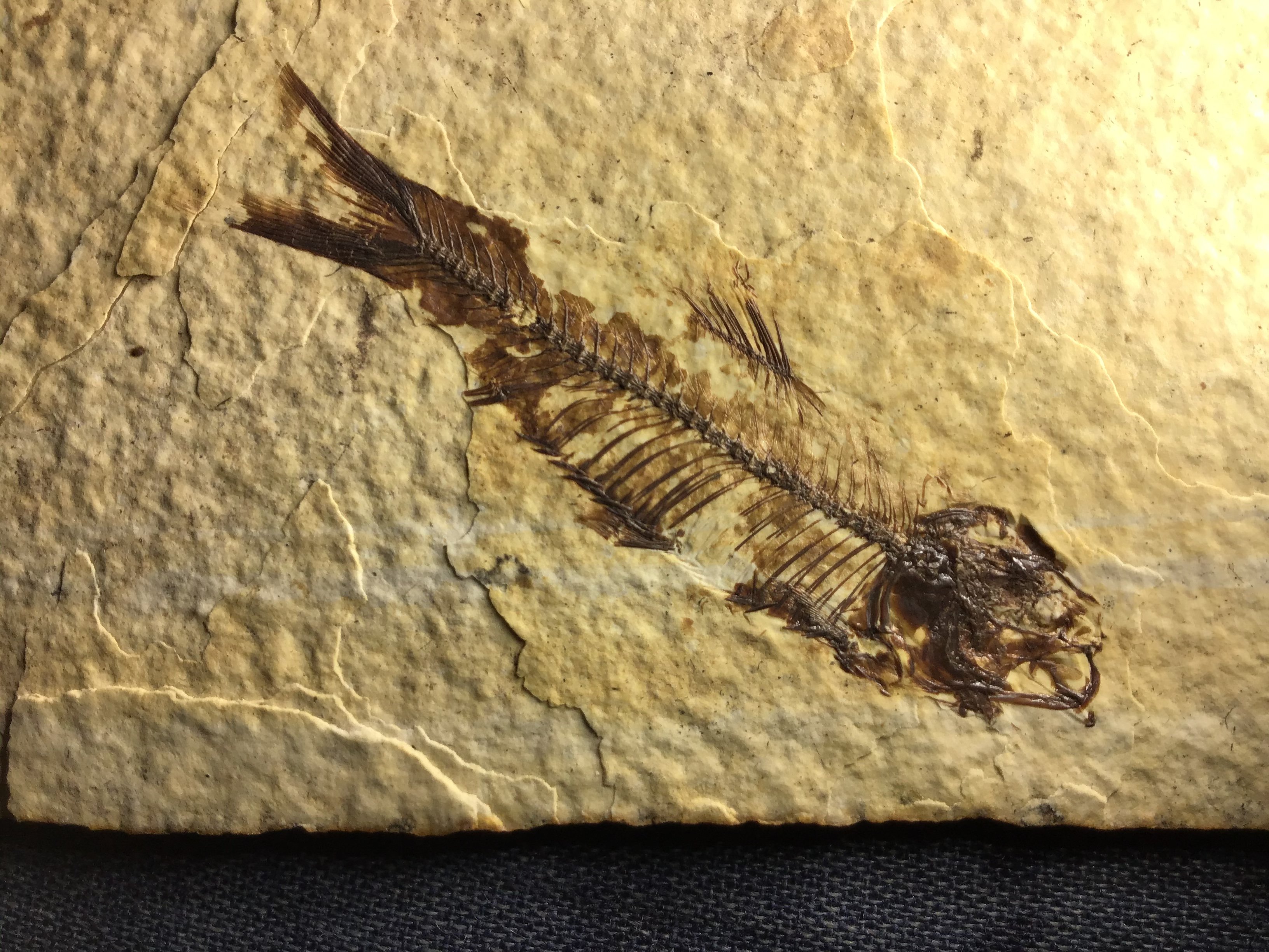 Fish fossils - Is It Real? How to Recognize Fossil Fabrications - The ...