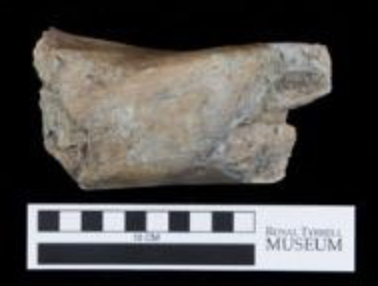 Tyrannosaur at the Tyrrell - Partners in Paleontology - Member ...
