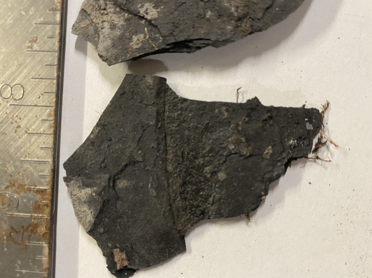 Black Shale from Illinois - Fossil ID - The Fossil Forum