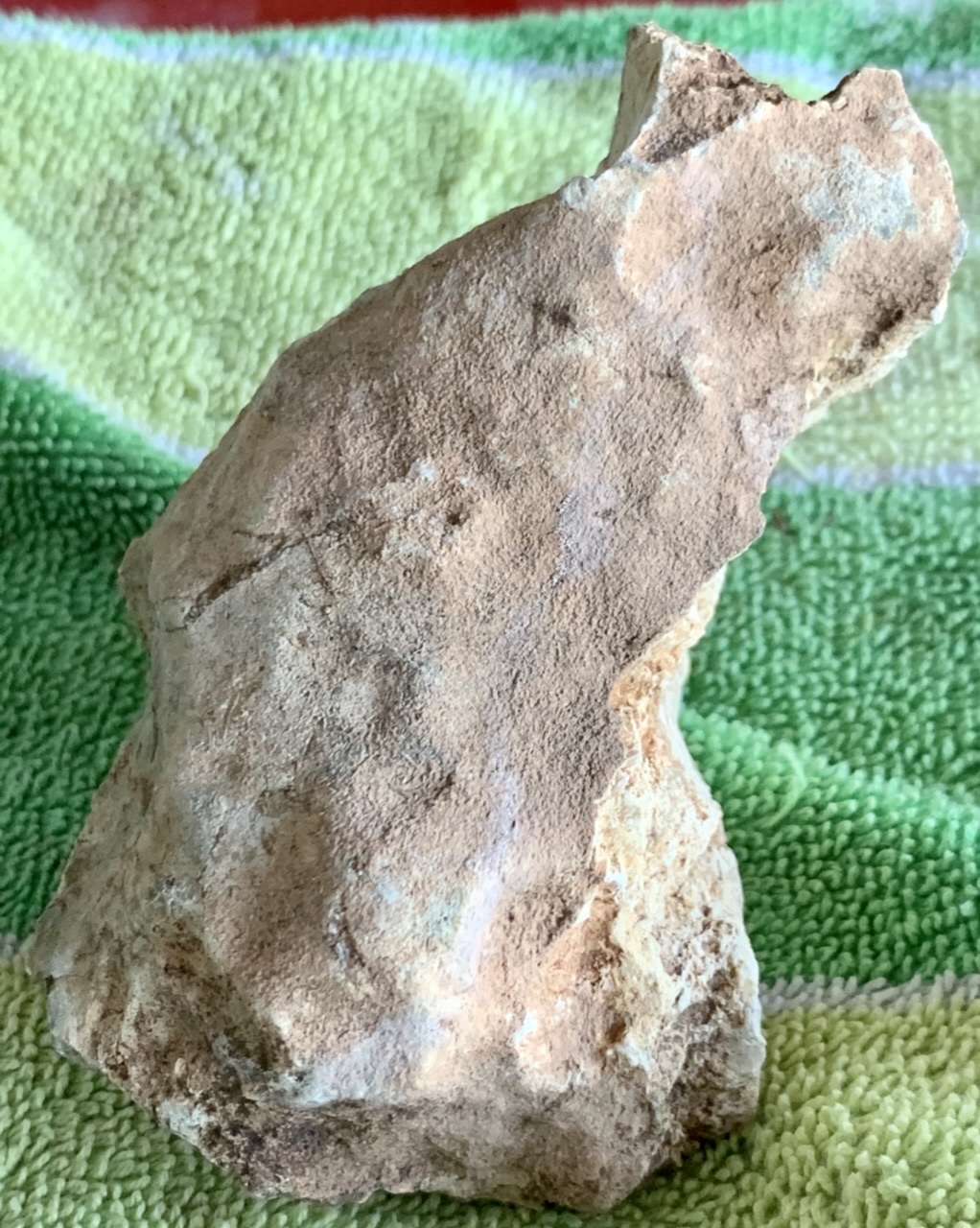 Sunday Rock 2 - Fossil ID - The Fossil Forum