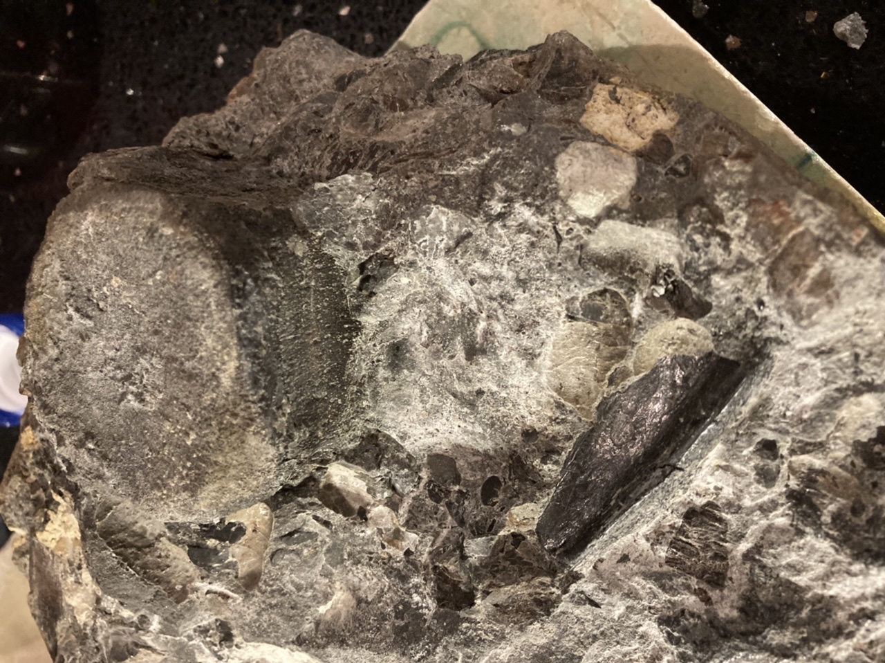 A Trip to the Rhaetic - General Fossil Discussion - The Fossil Forum