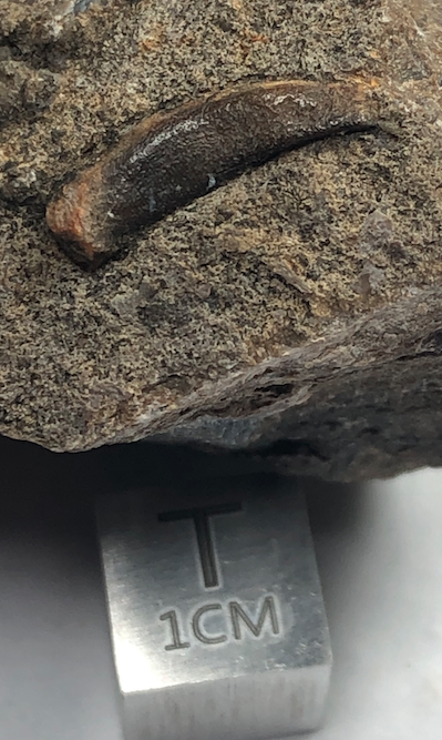 Post your best shark teeth finds of 2020 - Fossil Hunting Trips - The ...