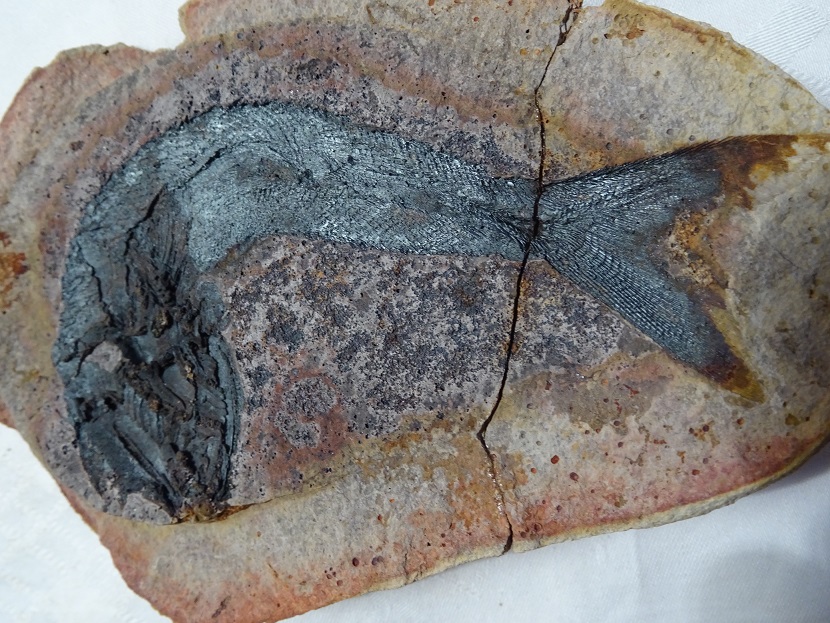 Triassic fish fossil - Fossil ID - The Fossil Forum