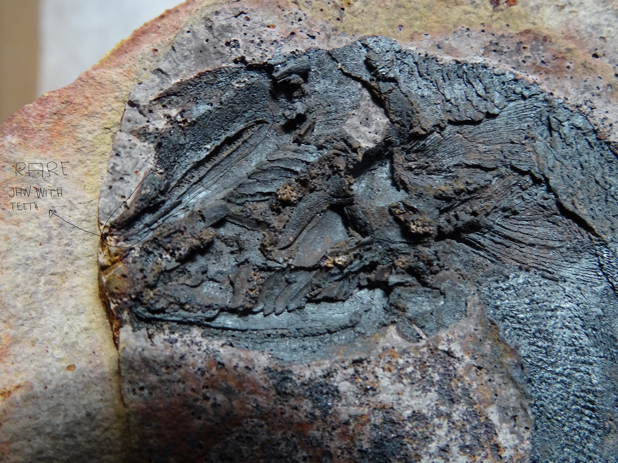 Triassic fish fossil - Fossil ID - The Fossil Forum