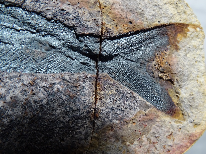 Triassic fish fossil - Fossil ID - The Fossil Forum