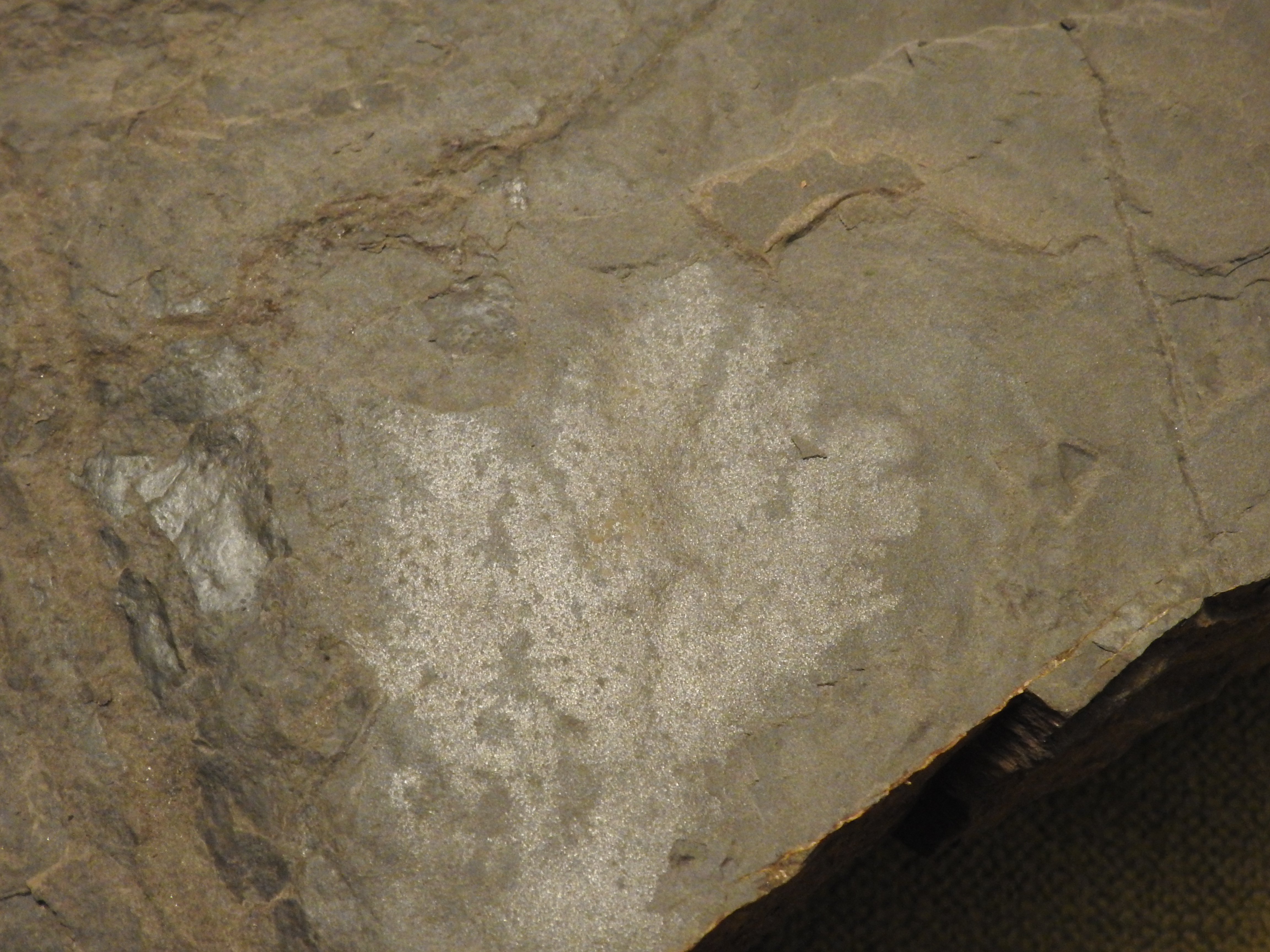 Possible Jurassic Plant fossils - Fossil ID - The Fossil Forum