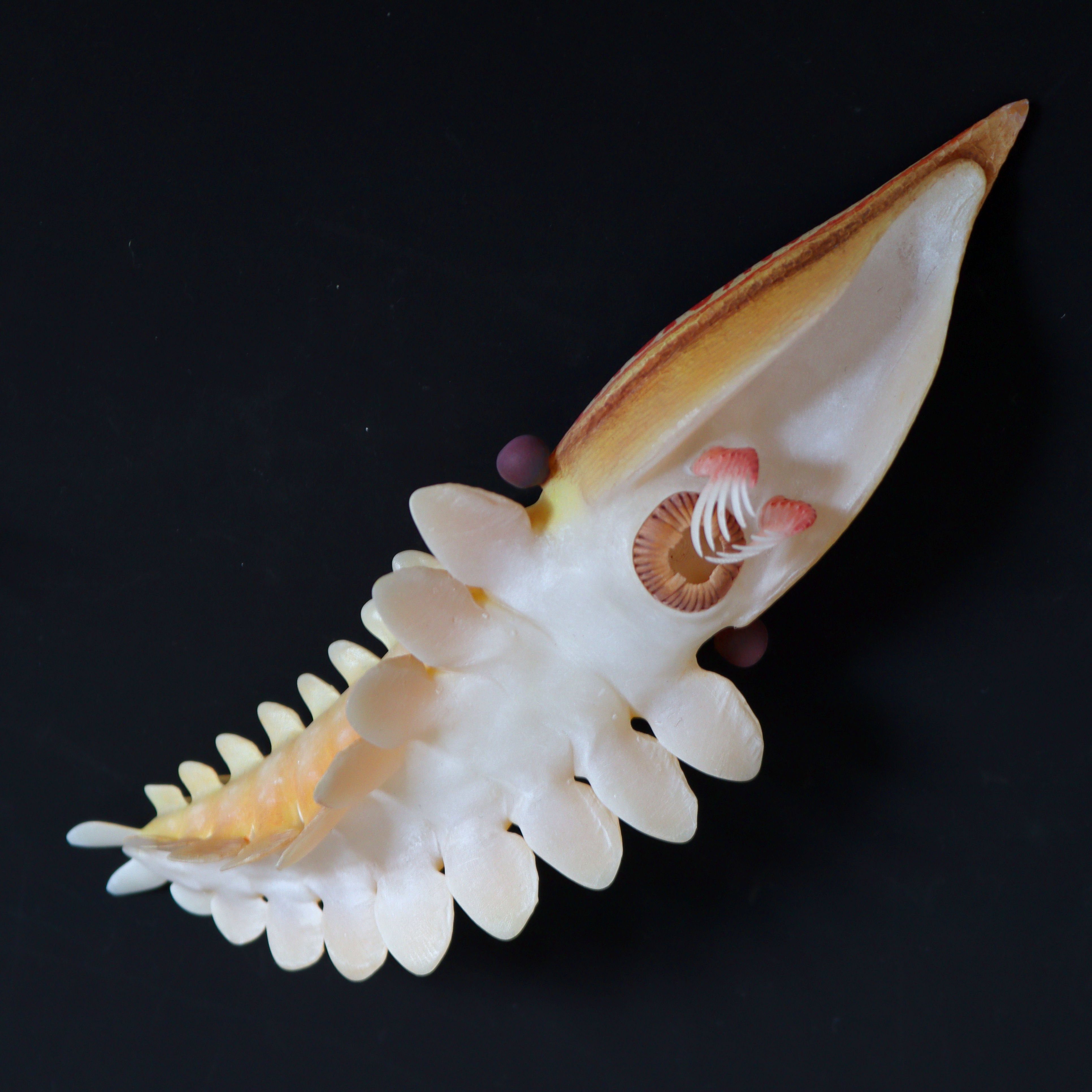 Archaeopteryx skeleton model - Paleo Re-creations - The Fossil Forum