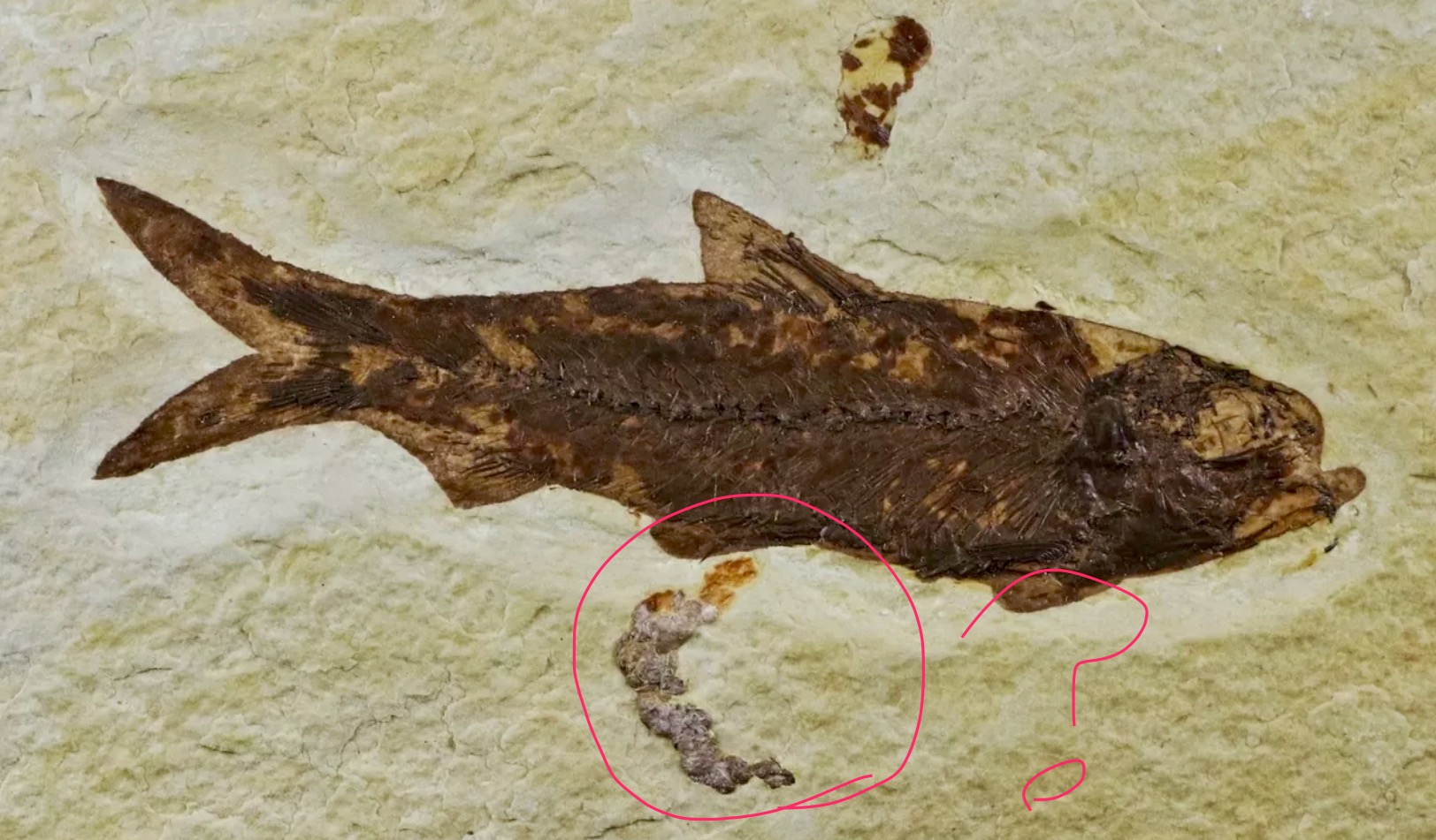 Fish coprolite? - Fossil ID - The Fossil Forum
