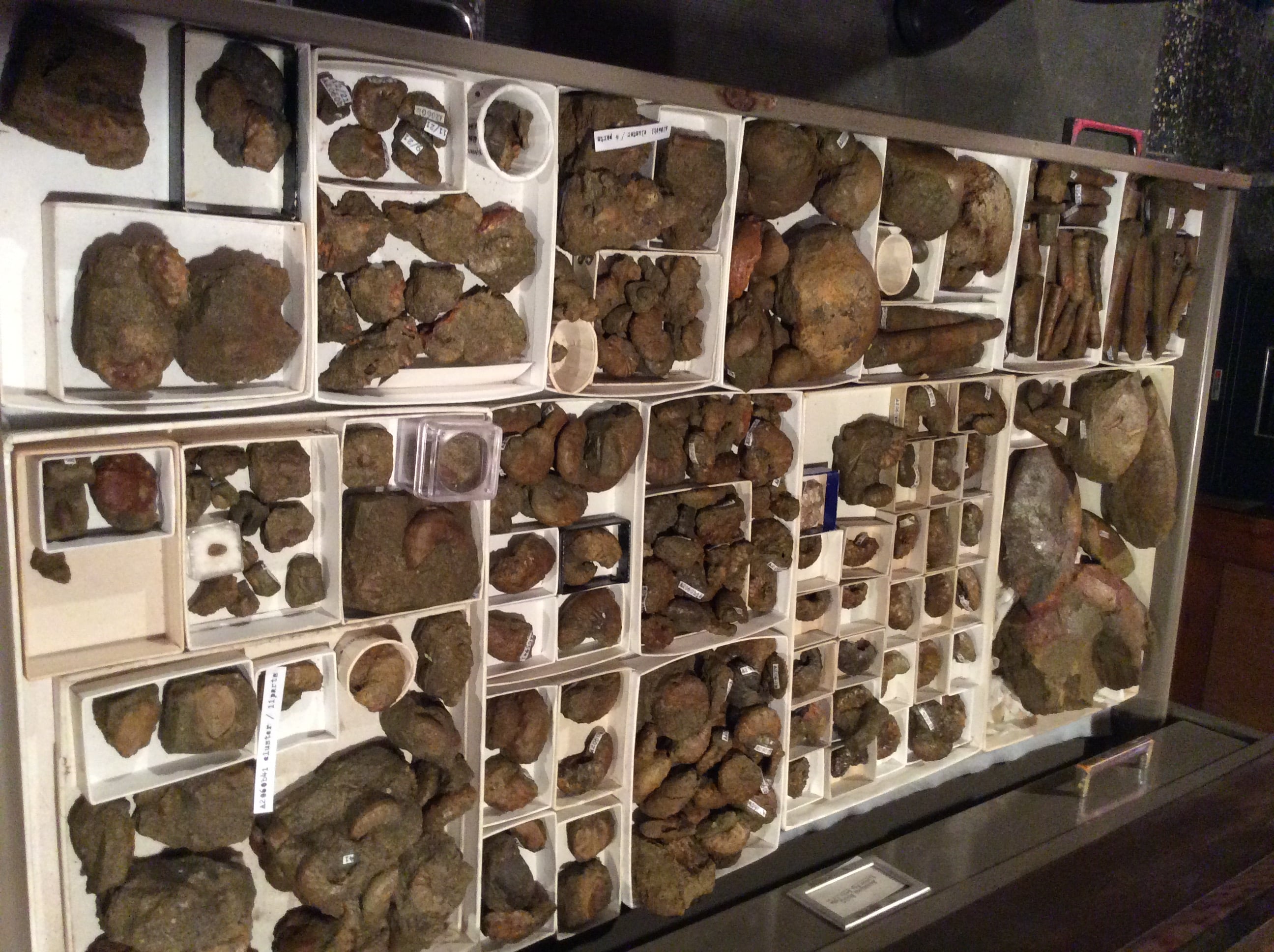 The Pinna Layer of Central New Jersey (USA) - Fossil Hunting Trips ...