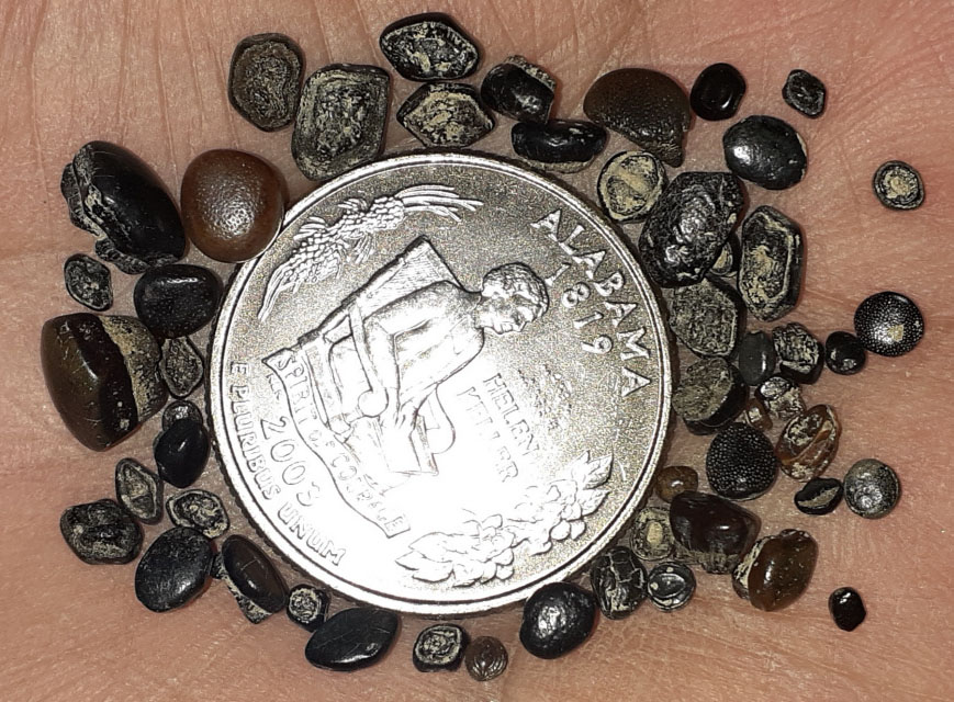 Cretaceous Microfossils - Micro-paleontology - The Fossil Forum