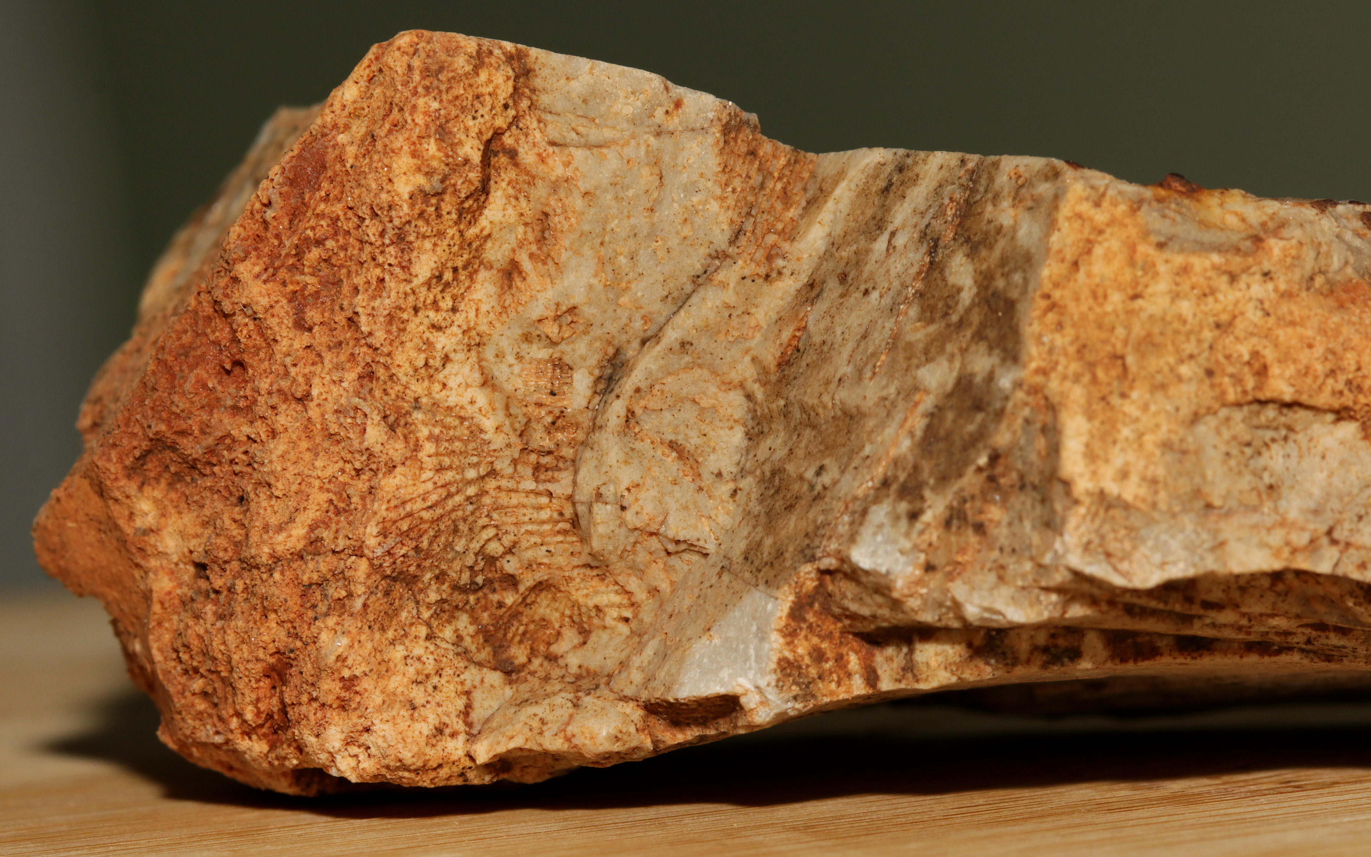 pod and stem like structures on bryozoan fossil rock - Fossil ID - The ...