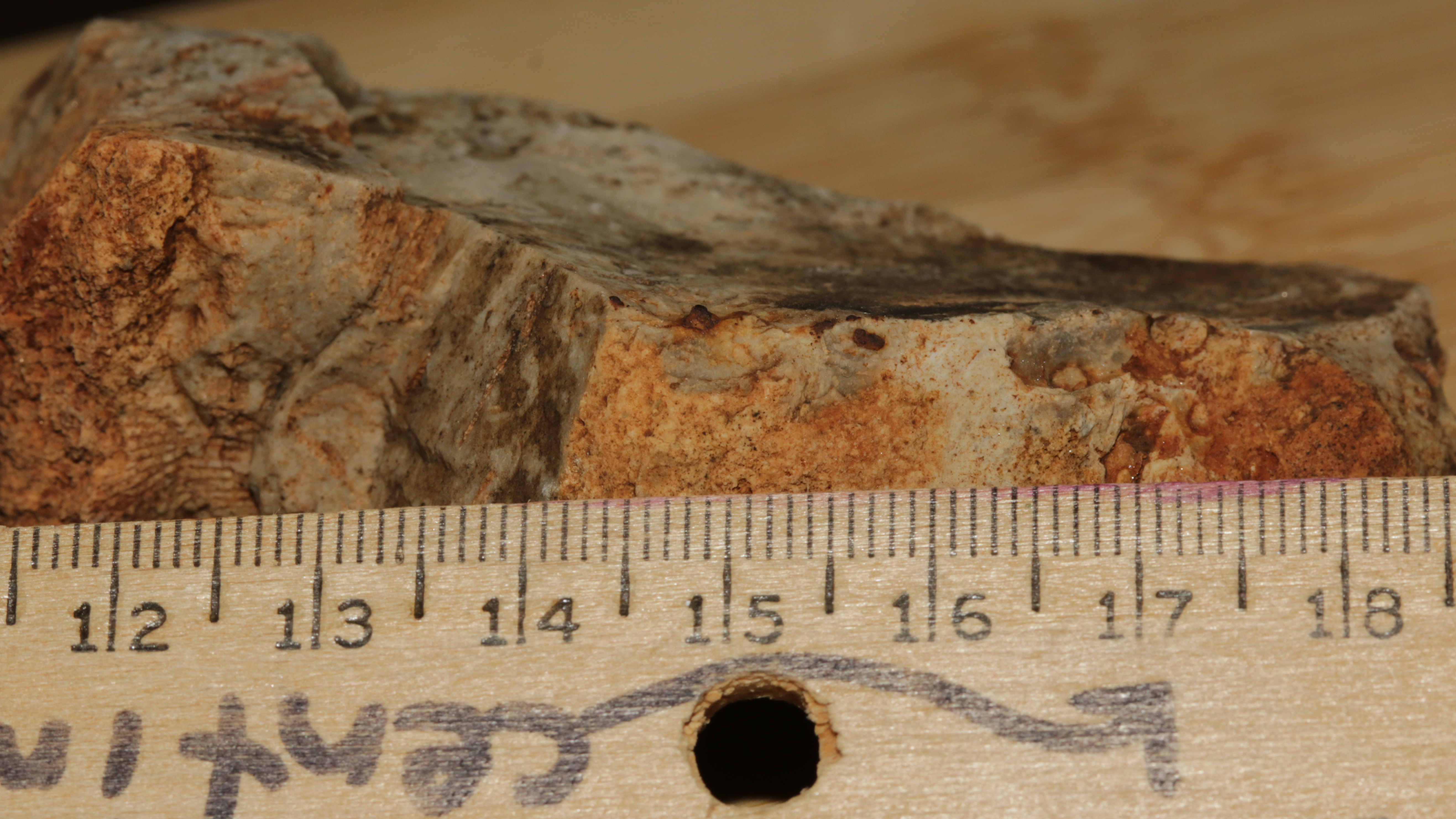 pod and stem like structures on bryozoan fossil rock - Fossil ID - The ...