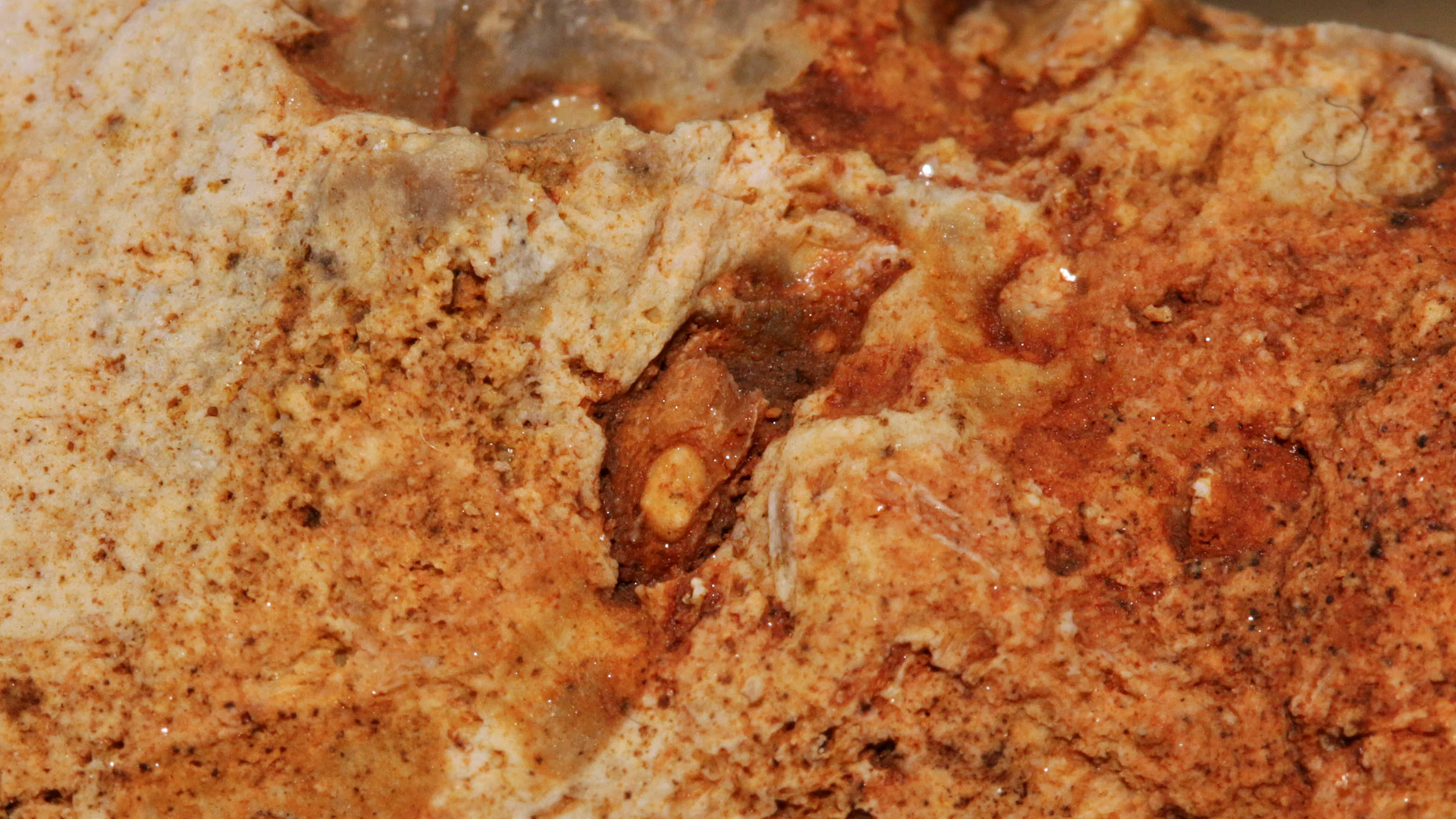 pod and stem like structures on bryozoan fossil rock - Fossil ID - The ...