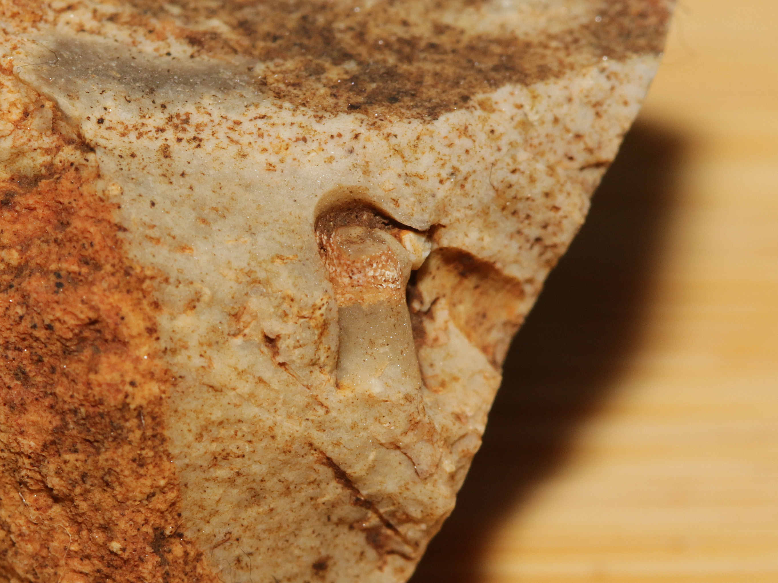 pod and stem like structures on bryozoan fossil rock - Fossil ID - The ...