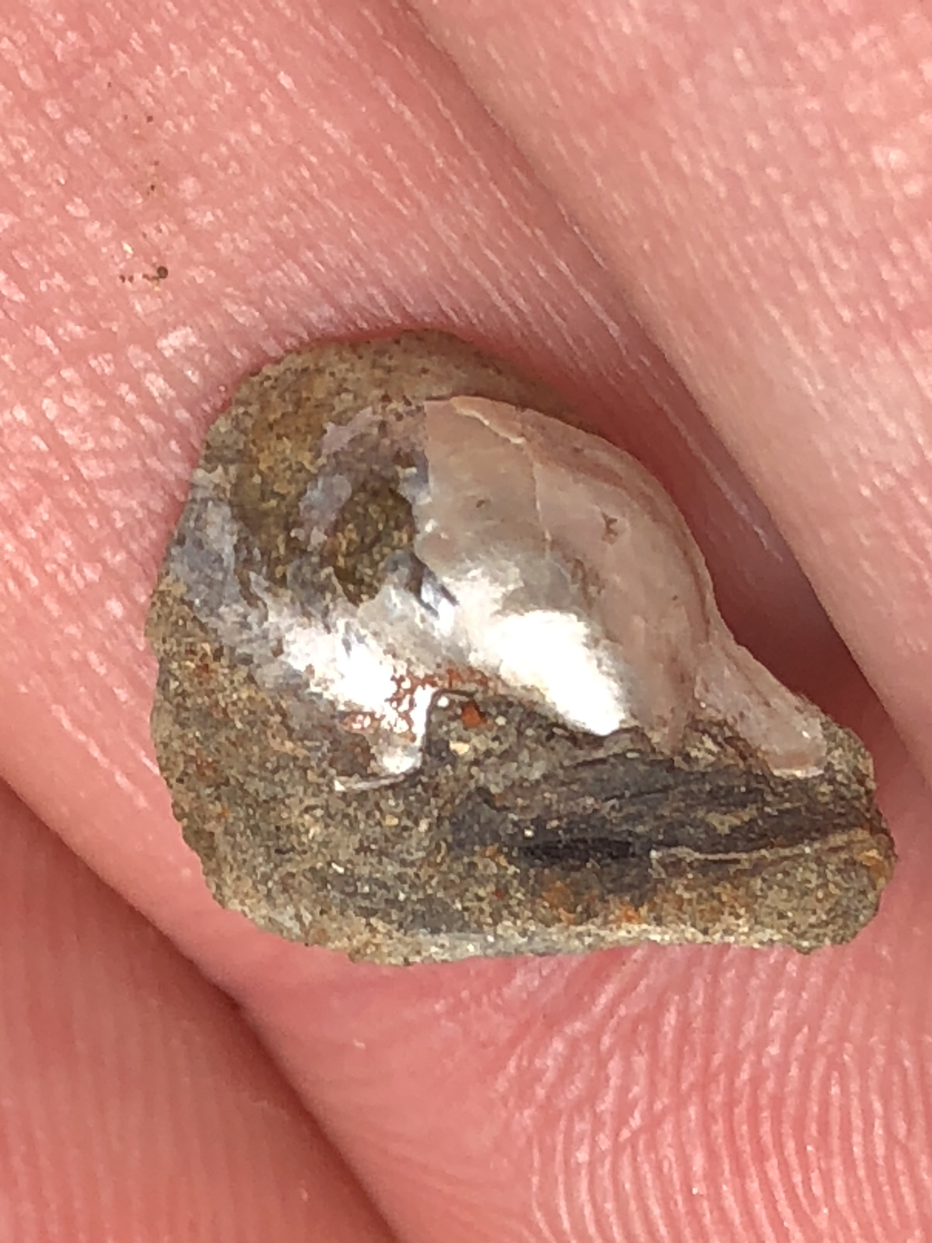 Fox Hills Formation of North Dakota - Member Collections - The Fossil Forum