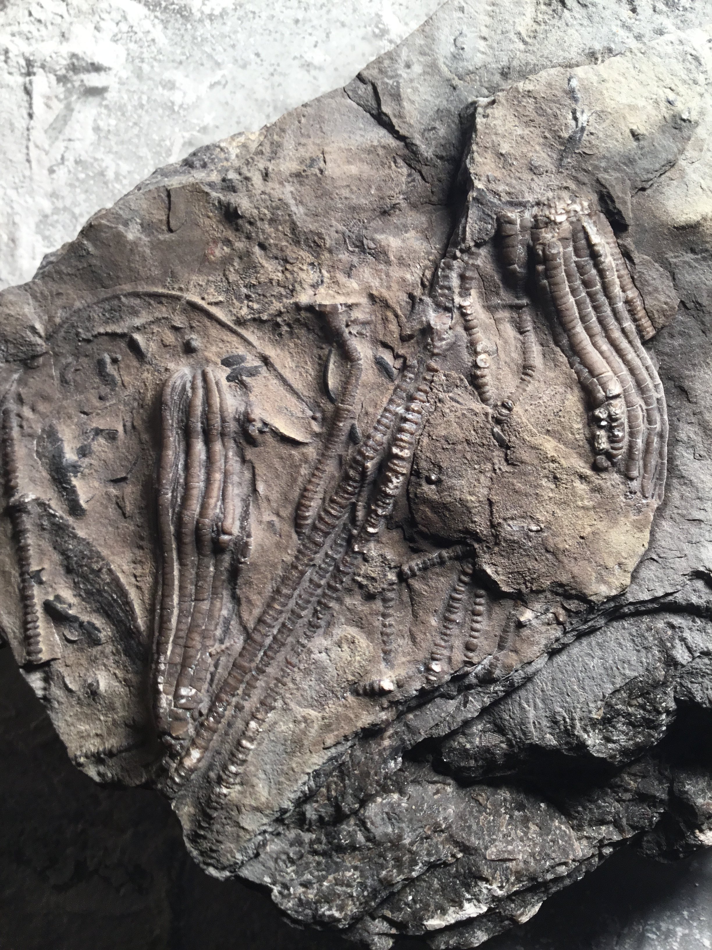 A few crinoids - Fossil Preparation - The Fossil Forum