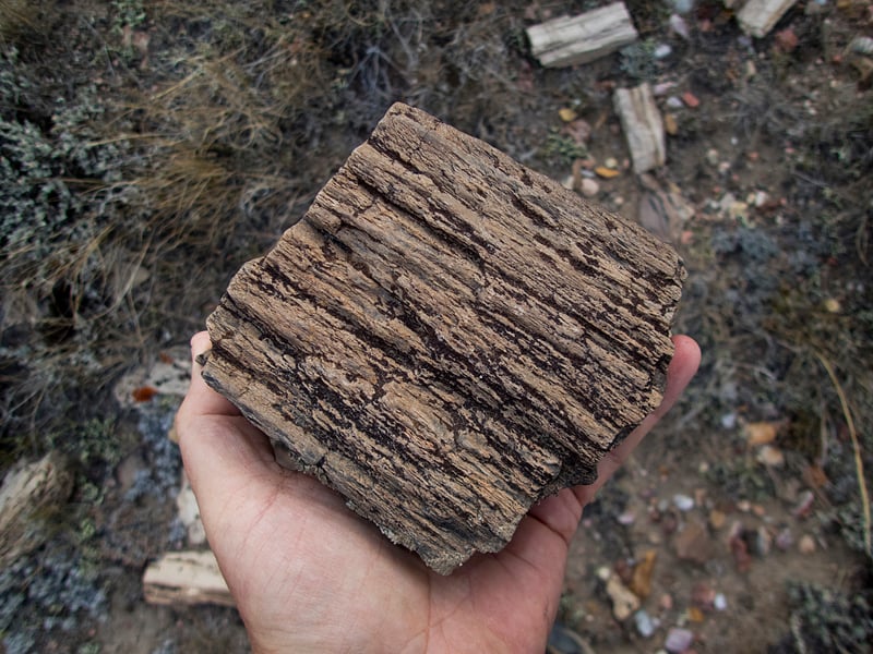Bark or Mulch? - Fossil ID - The Fossil Forum