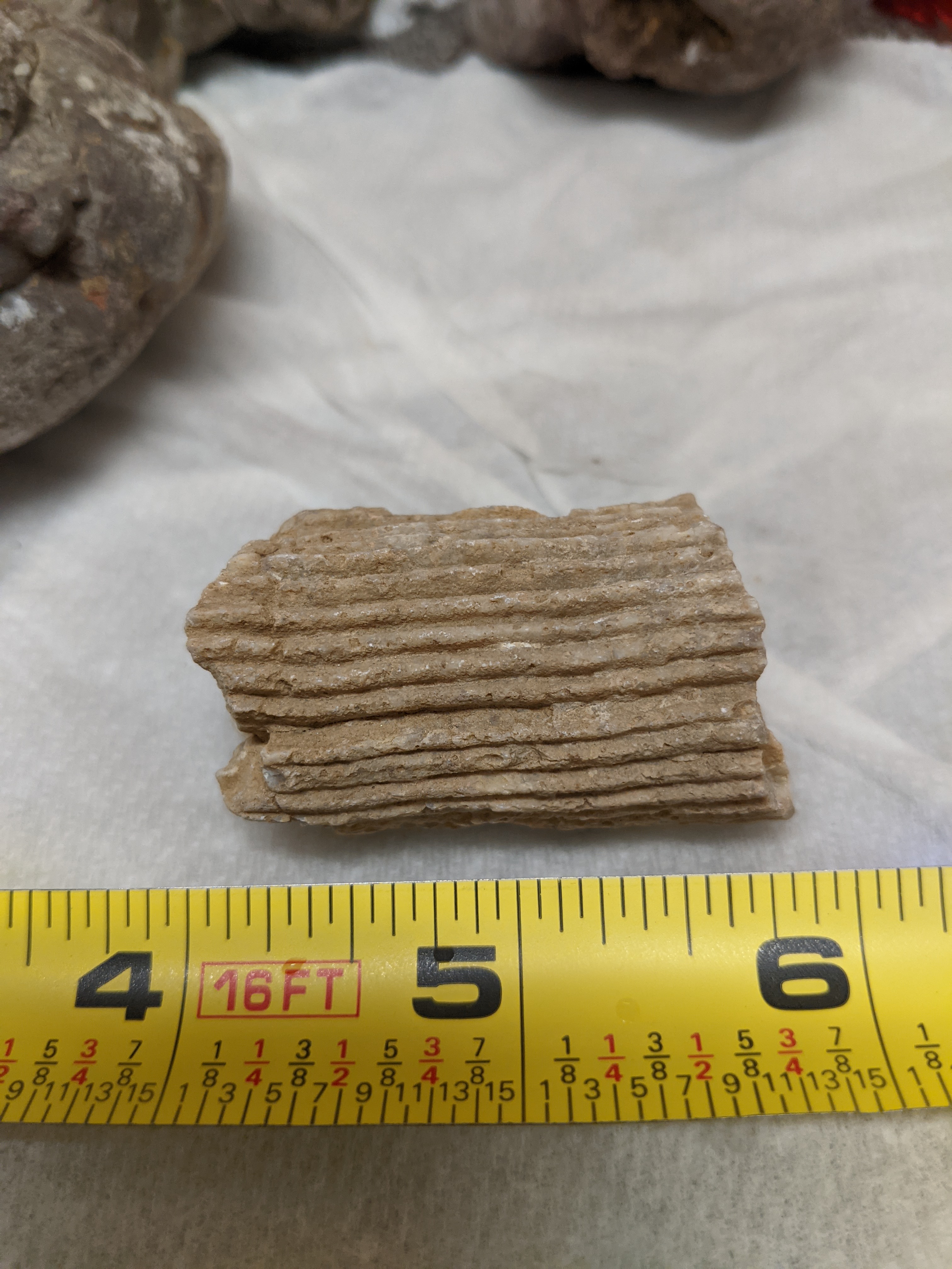 New mexico ribbed tube fossil *identified as a Rudist* - Fossil ID ...