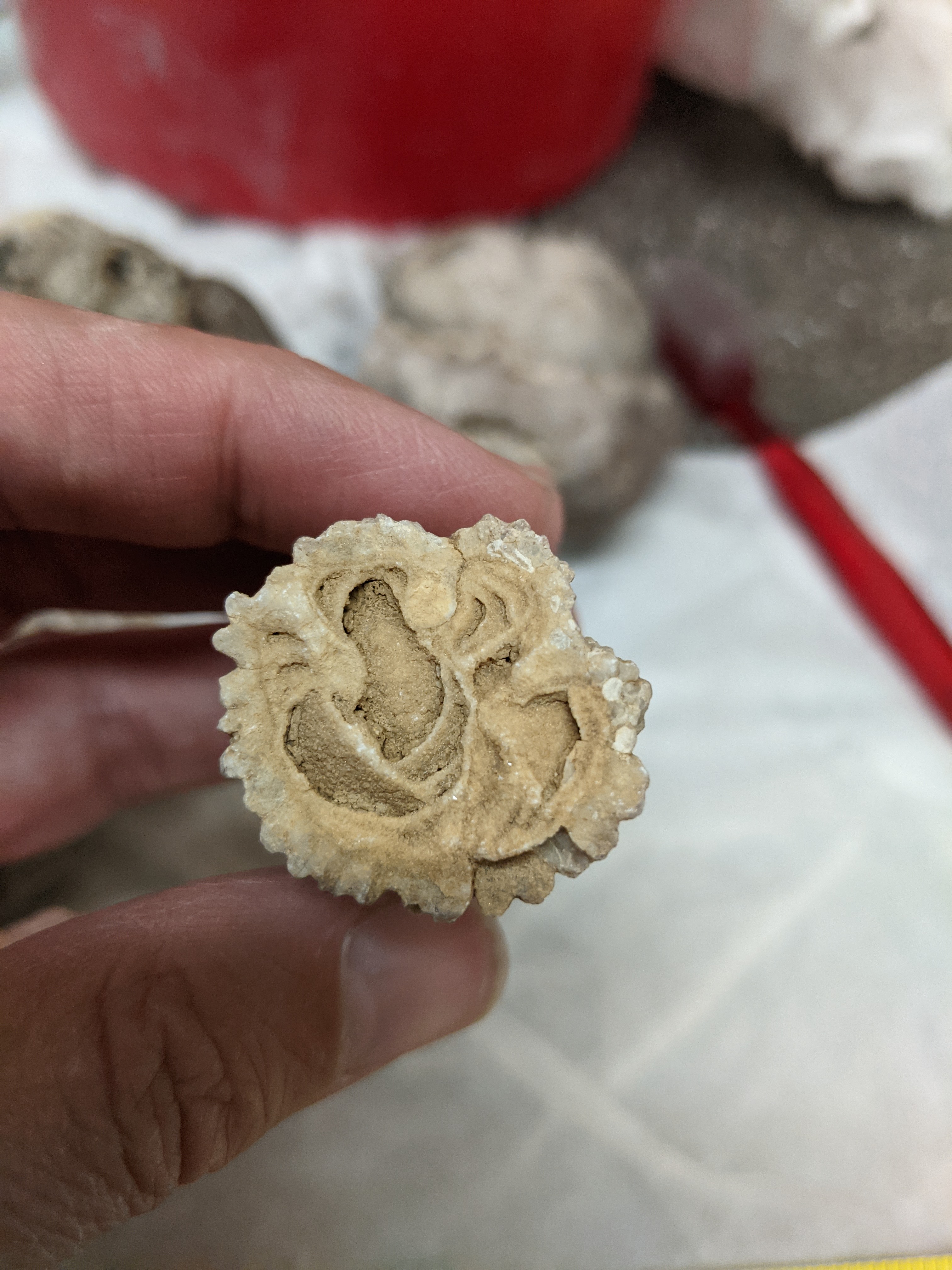 New mexico ribbed tube fossil *identified as a Rudist* - Fossil ID ...