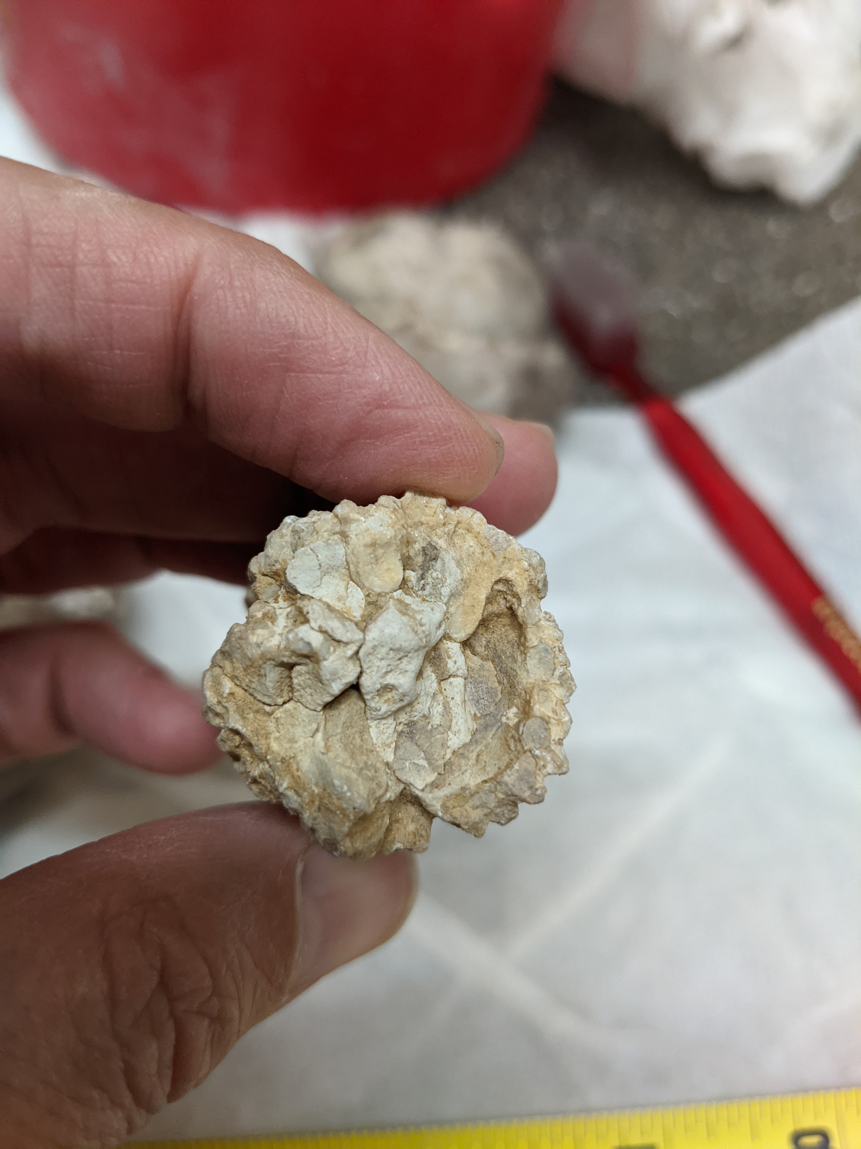 New mexico ribbed tube fossil *identified as a Rudist* - Fossil ID ...