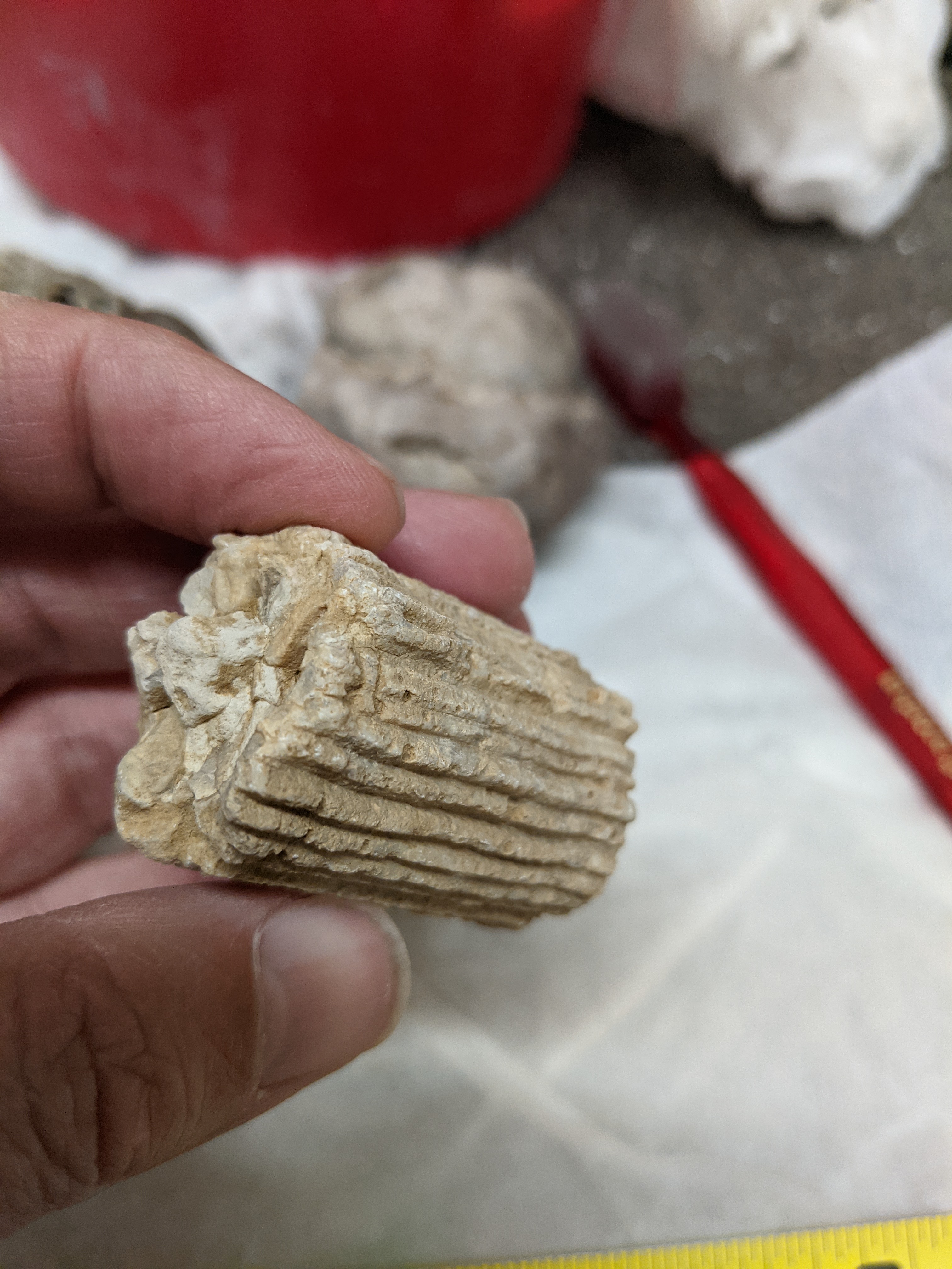 New mexico ribbed tube fossil *identified as a Rudist* - Fossil ID ...