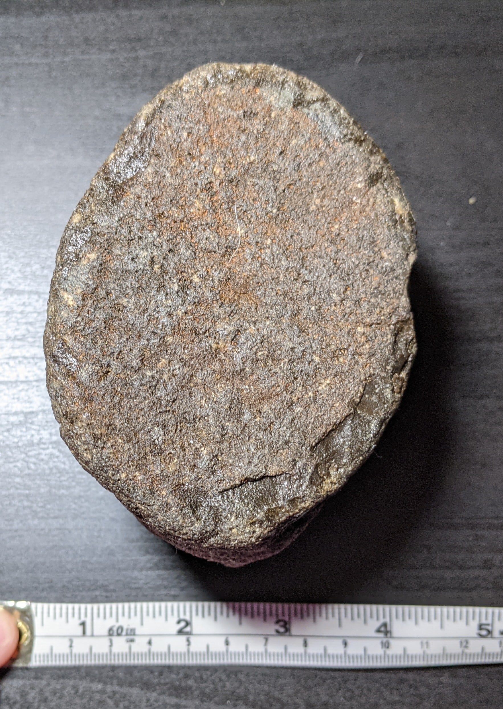 Capitola Beach, CA finds - Fossil ID - The Fossil Forum