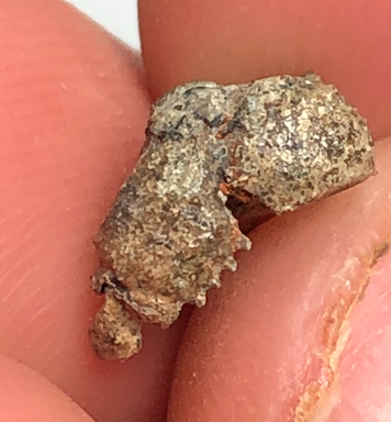 Fox Hills Formation of North Dakota - Member Collections - The Fossil Forum
