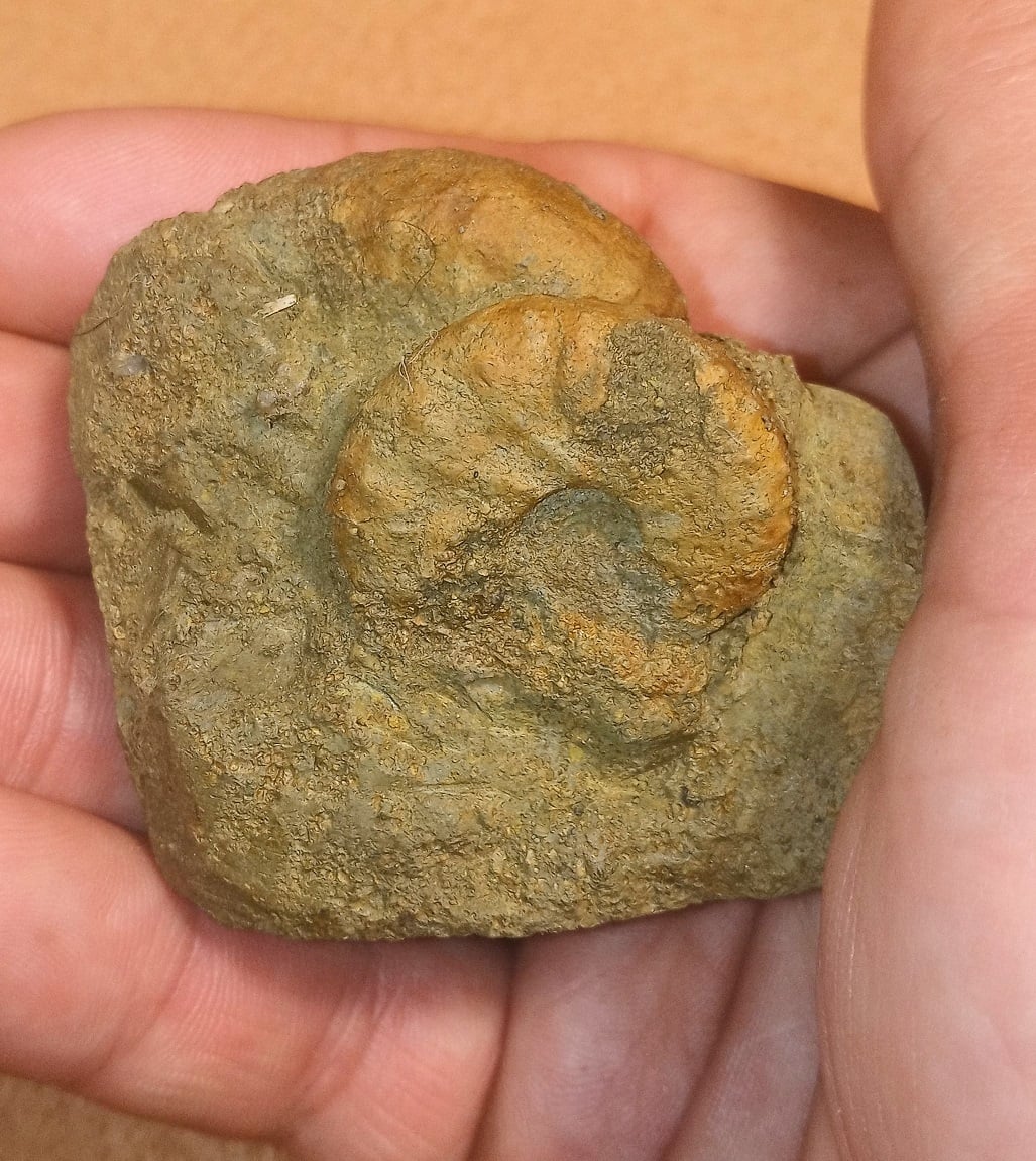 The Pinna Layer of Central New Jersey (USA) - Fossil Hunting Trips ...