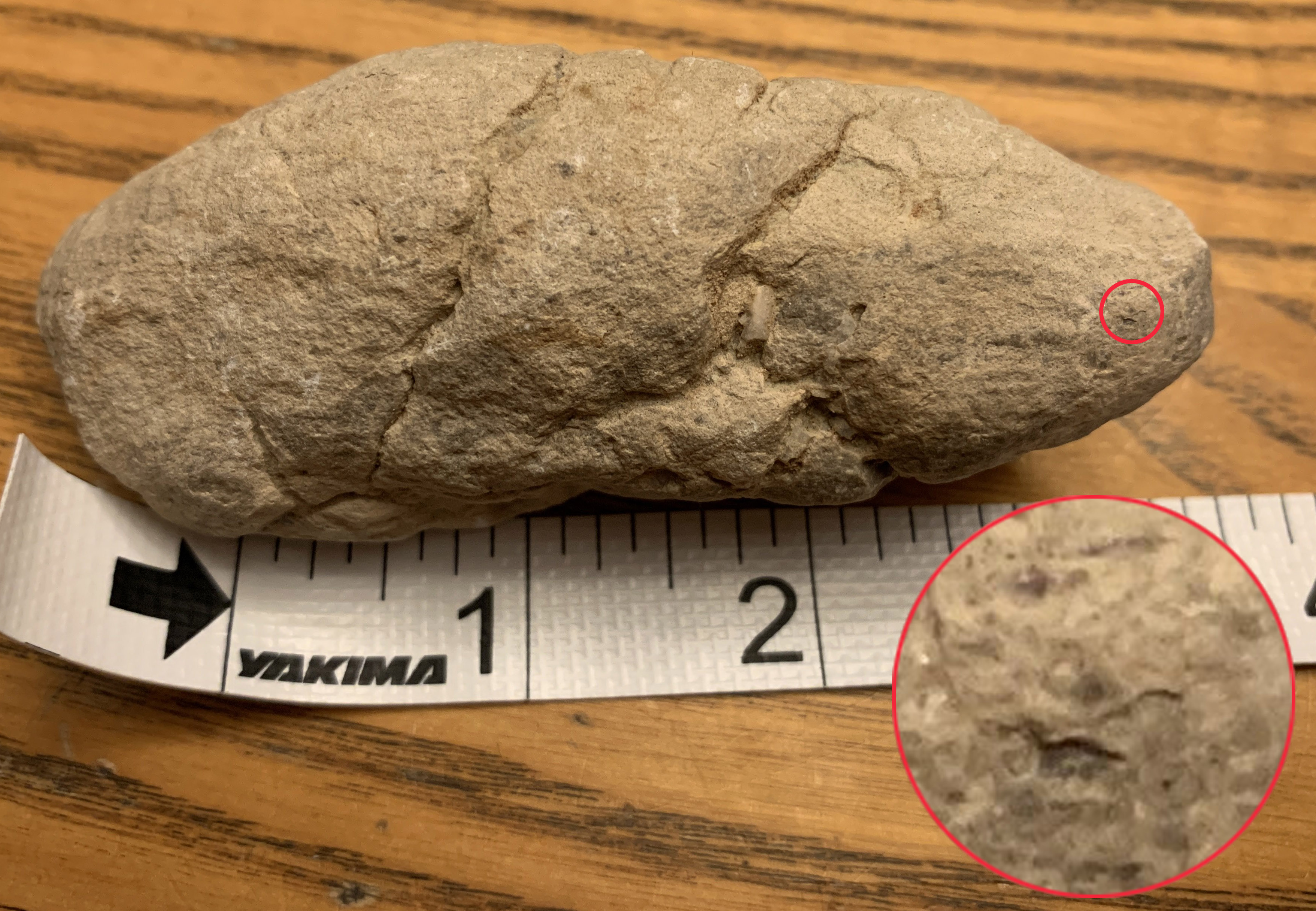 Coprolite? - Fossil ID - The Fossil Forum