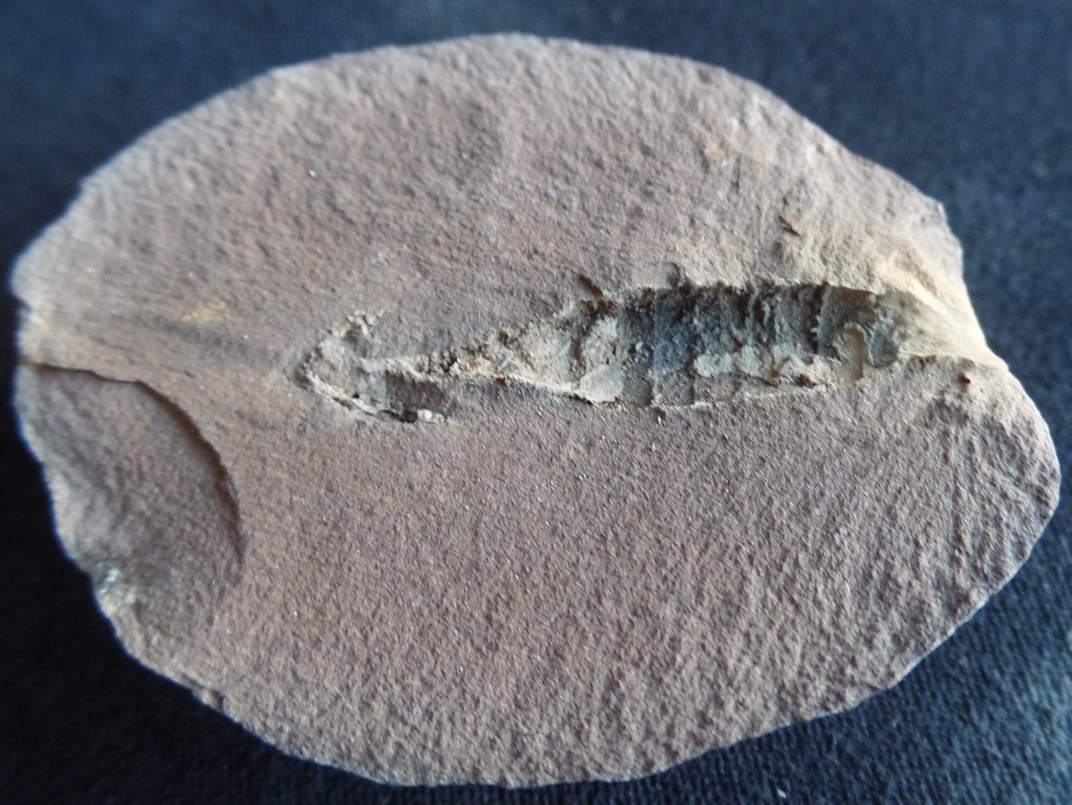 I Like Poop- Mazon Creek Coprolites- A Visual Post - General Fossil ...