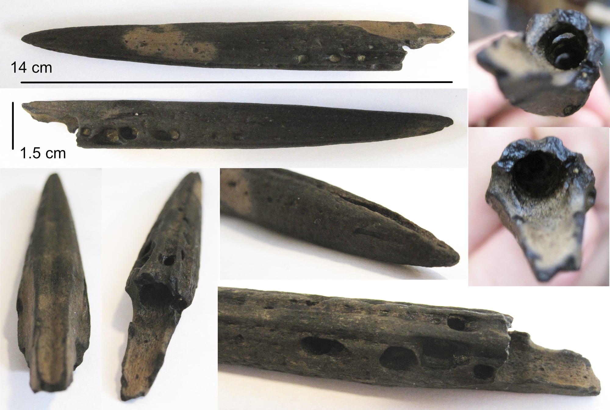 Two Hollow Bones - Fossil ID - The Fossil Forum