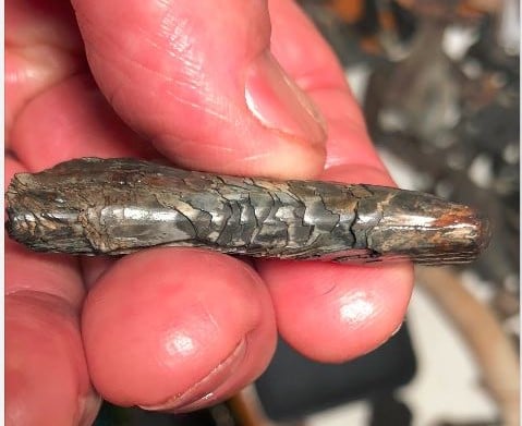 Odontocete or squalodon? - Fossil ID - The Fossil Forum