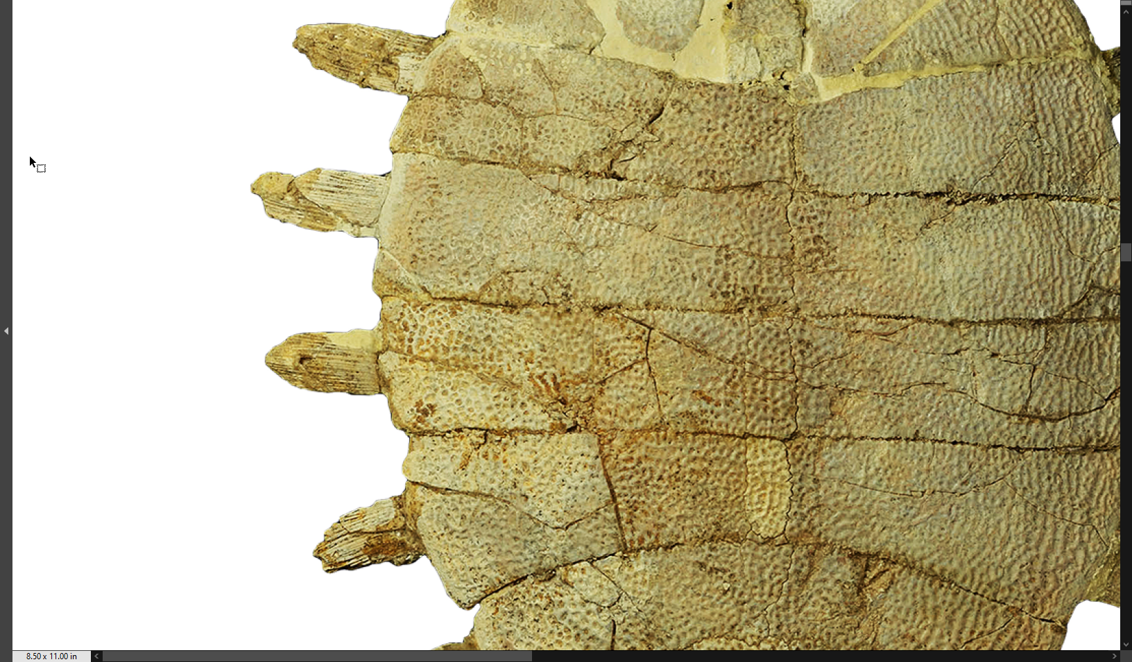 Some Kind Of Scute - Fossil ID - The Fossil Forum