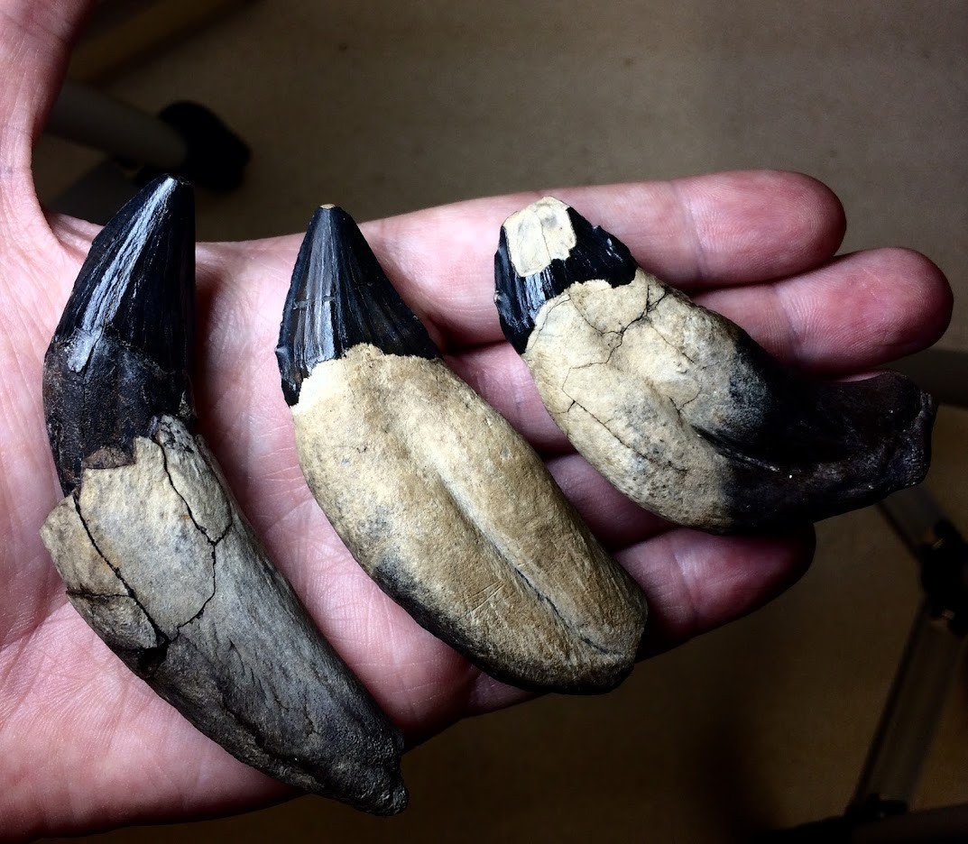 Odontocete or squalodon? - Fossil ID - The Fossil Forum