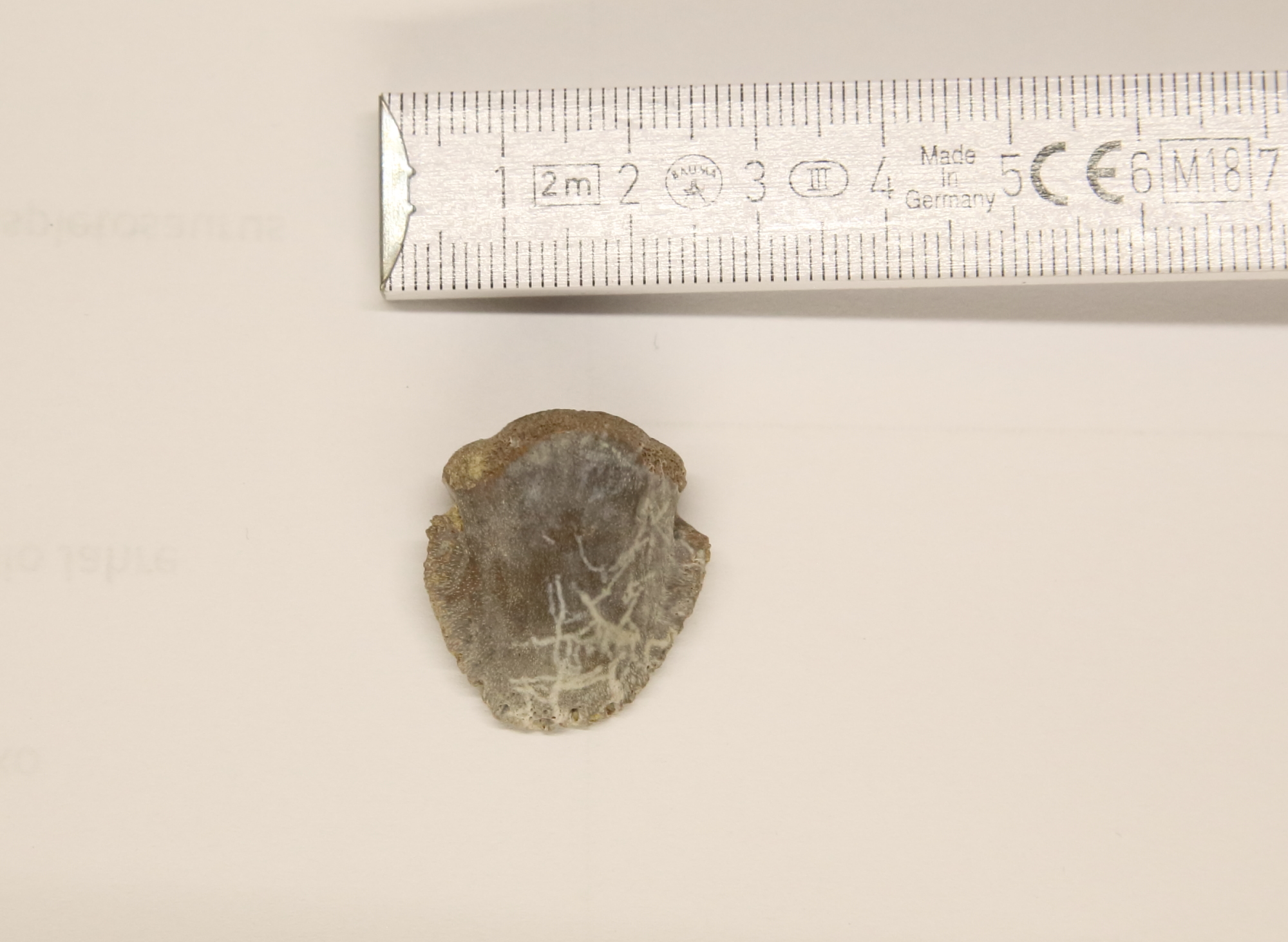 Bissekty Ungual/Hoof - Fossil ID - The Fossil Forum