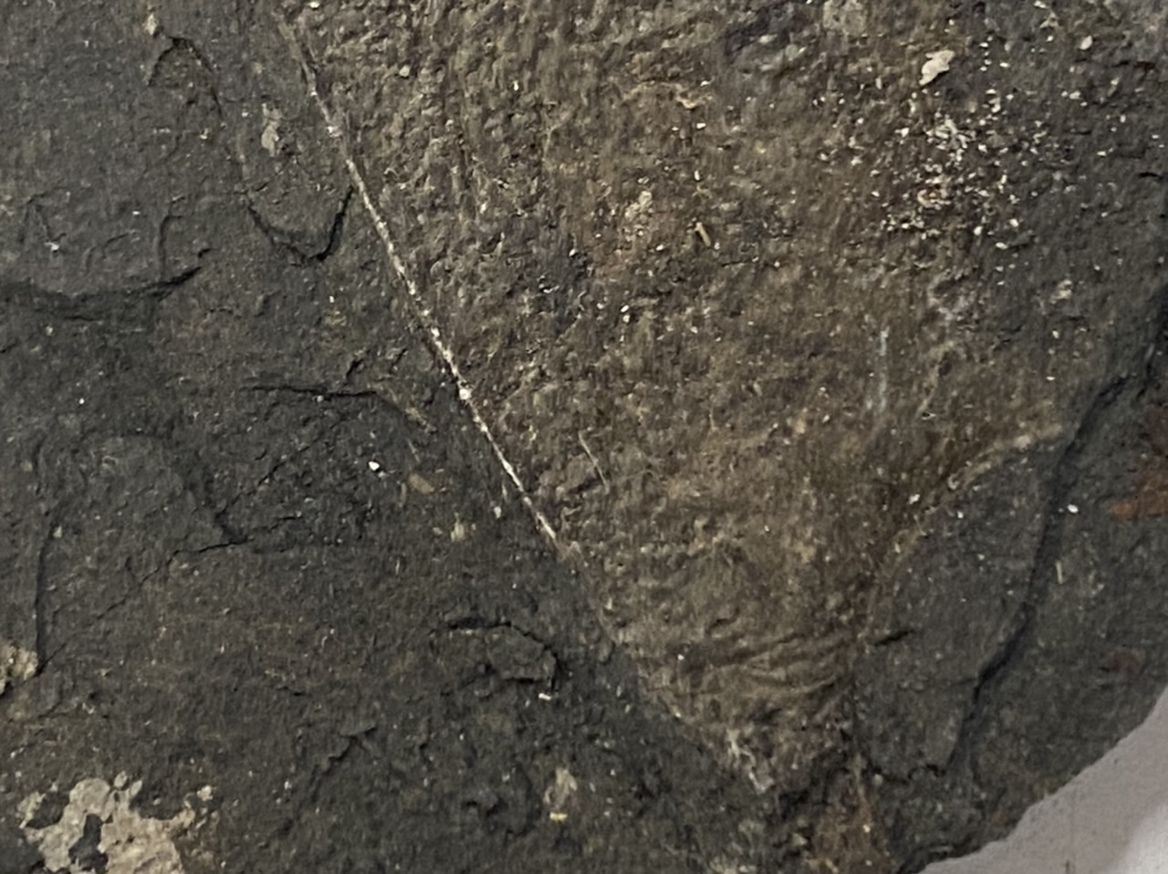 Black Shale from Illinois - Fossil ID - The Fossil Forum