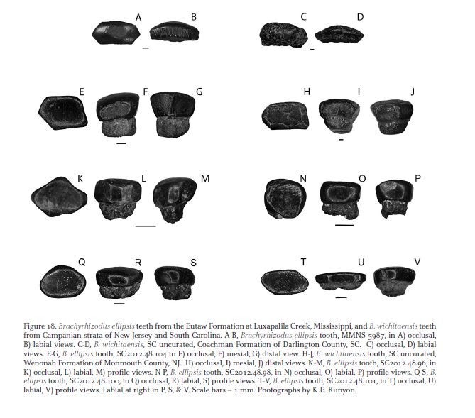 Cretaceous Microfossils - Micro-paleontology - The Fossil Forum
