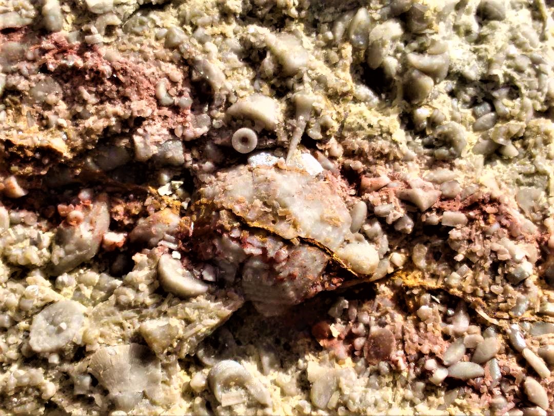 Crinoid cup? - Fossil ID - The Fossil Forum