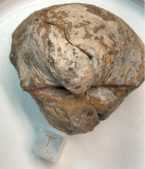 Fox Hills Formation of North Dakota - Member Collections - The Fossil Forum