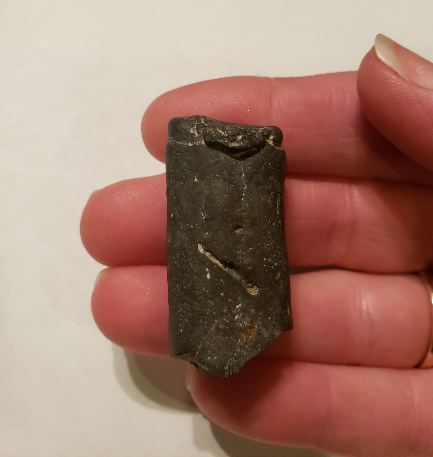 Help with ID please - Fossil ID - The Fossil Forum