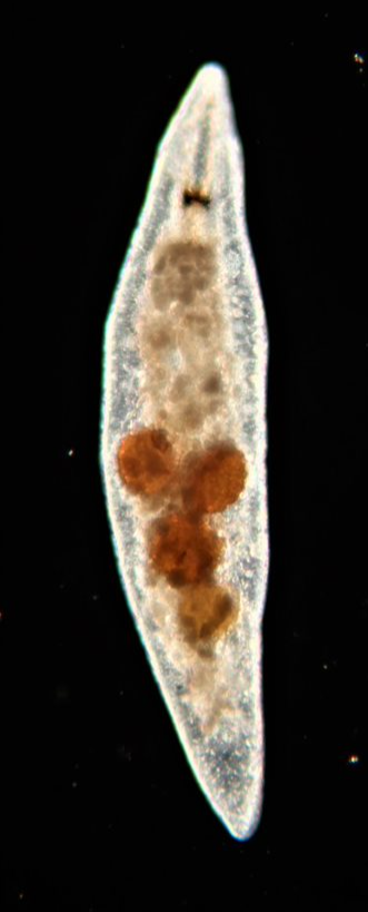 Prep microscope? - Fossil Preparation - The Fossil Forum
