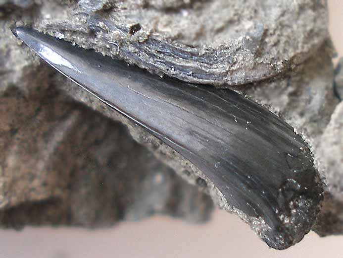 Jurassic fish (?) tooth for ID - Fossil ID - The Fossil Forum