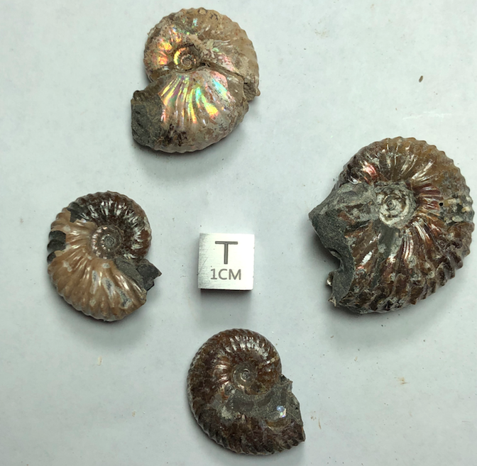 Fox Hills Formation of North Dakota - Member Collections - The Fossil Forum